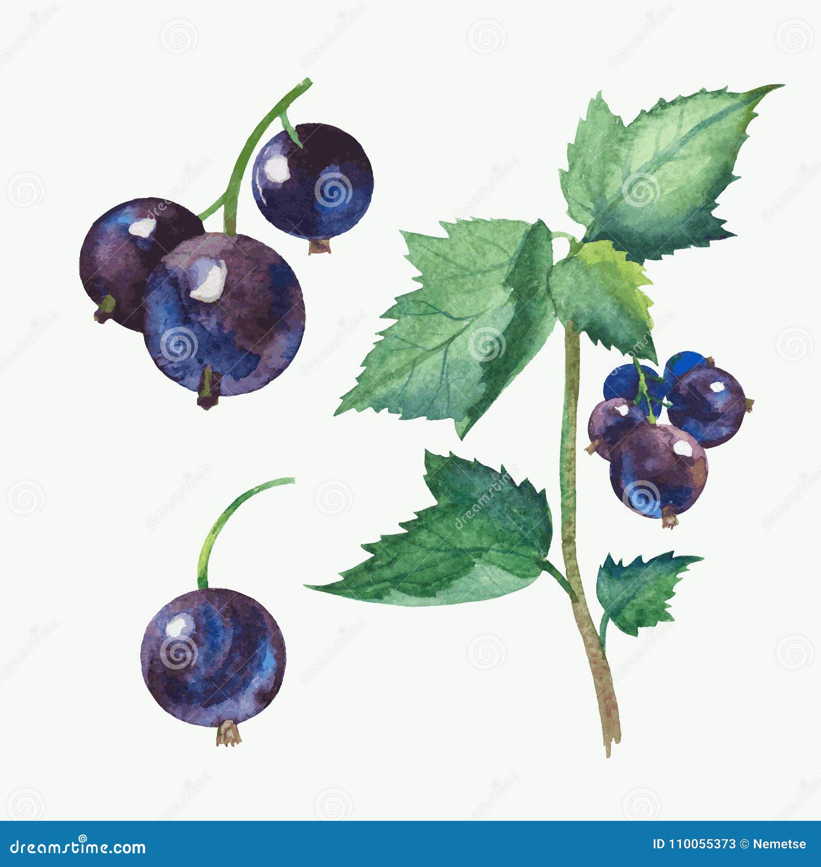 Currant Watercolor Hand Drawn Stock Vector - Illustration of food ...