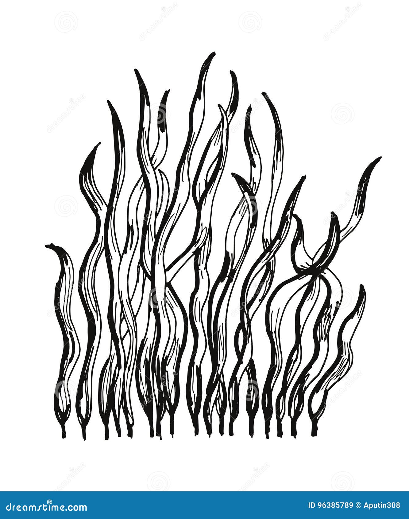 Hand-drawing Algae. Vector Illustration Stock Vector - Illustration of ...