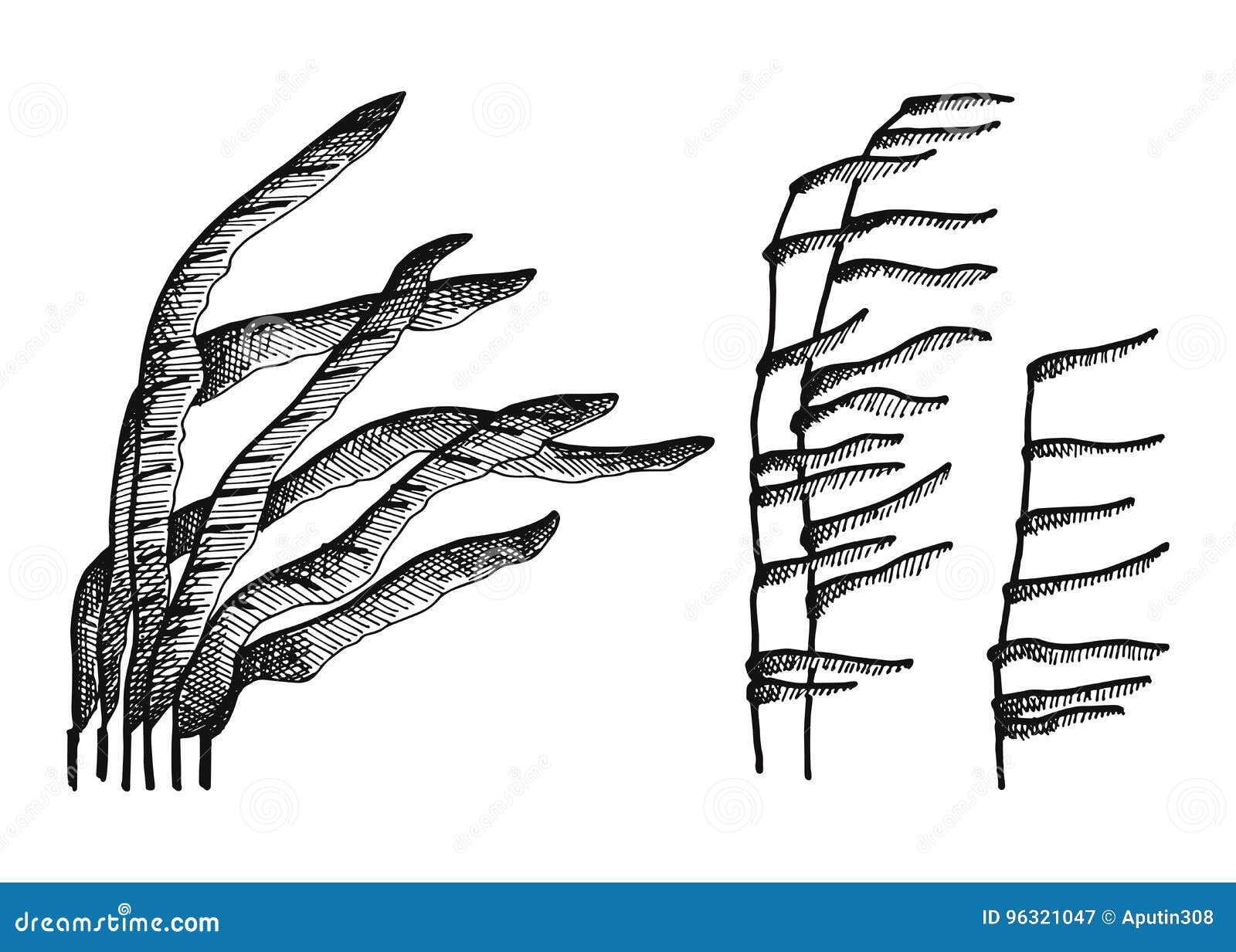 Hand-drawing Algae. Vector Illustration Stock Vector - Illustration of ...
