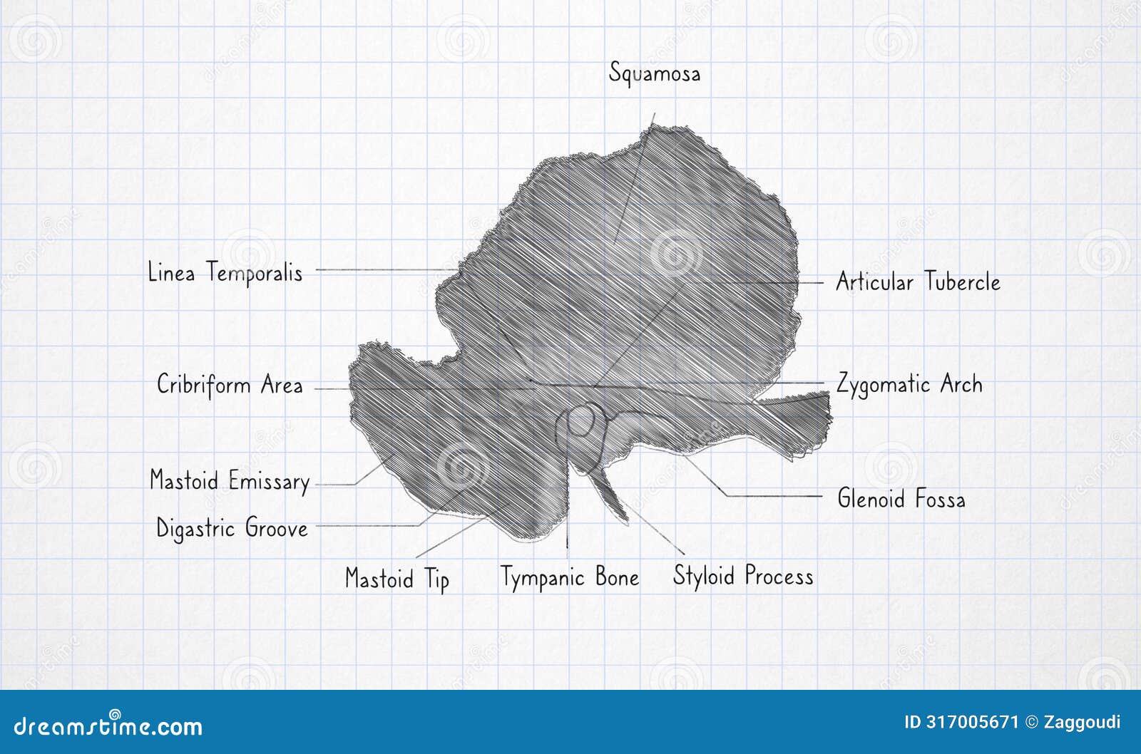 Hand Drawing Anatomy Diagram of Temporal Bones Stock Illustration ...