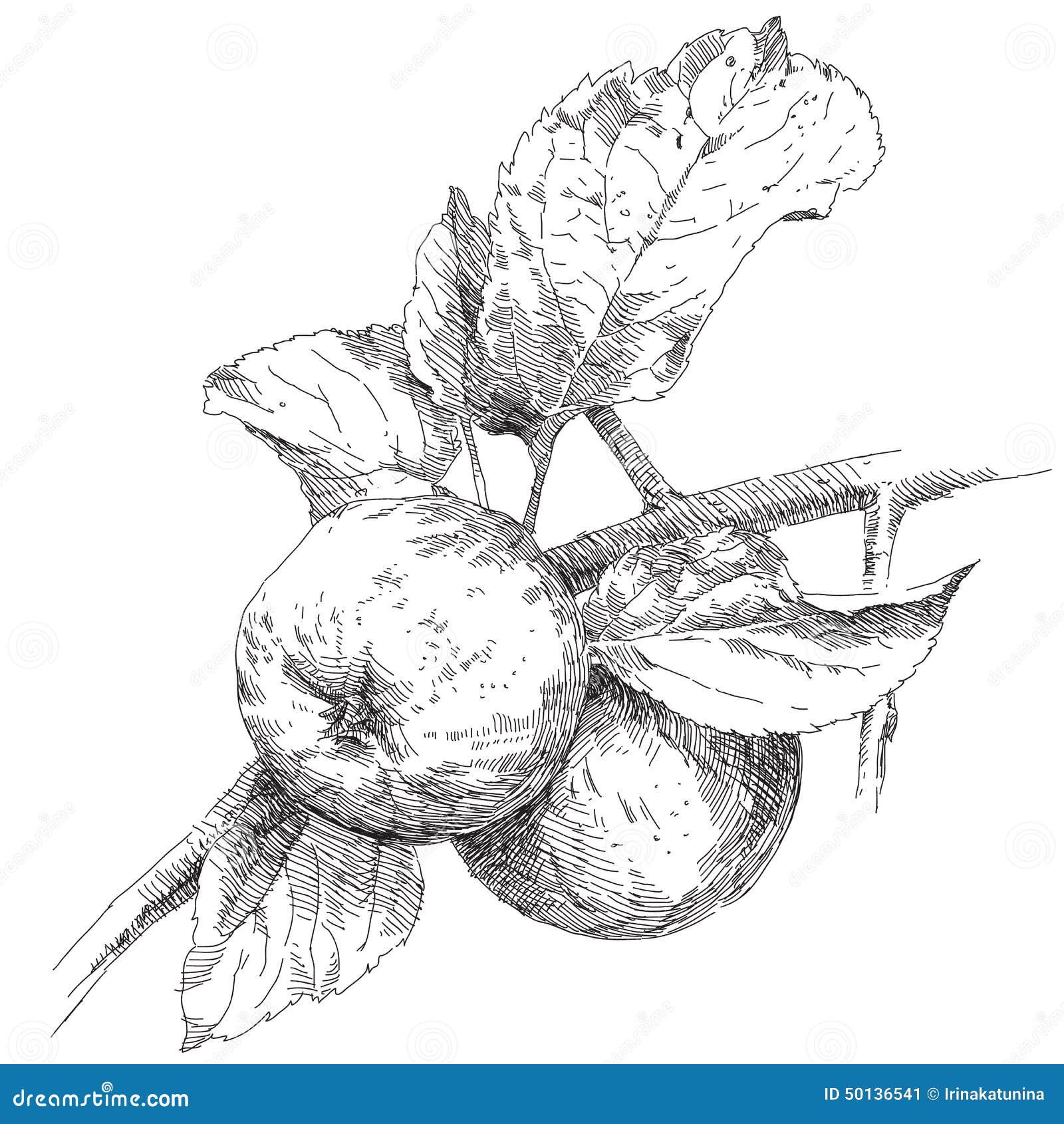 Hand Drawing Apple on Branch Stock Vector - Illustration of collection ...