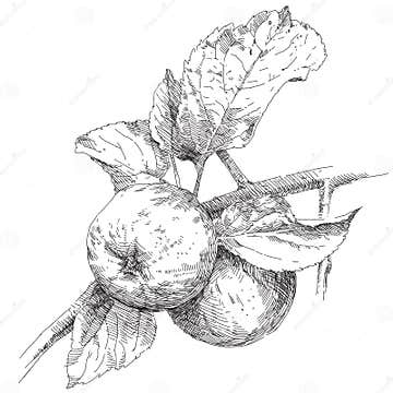 Hand Drawing Apple on Branch Stock Vector - Illustration of collection ...