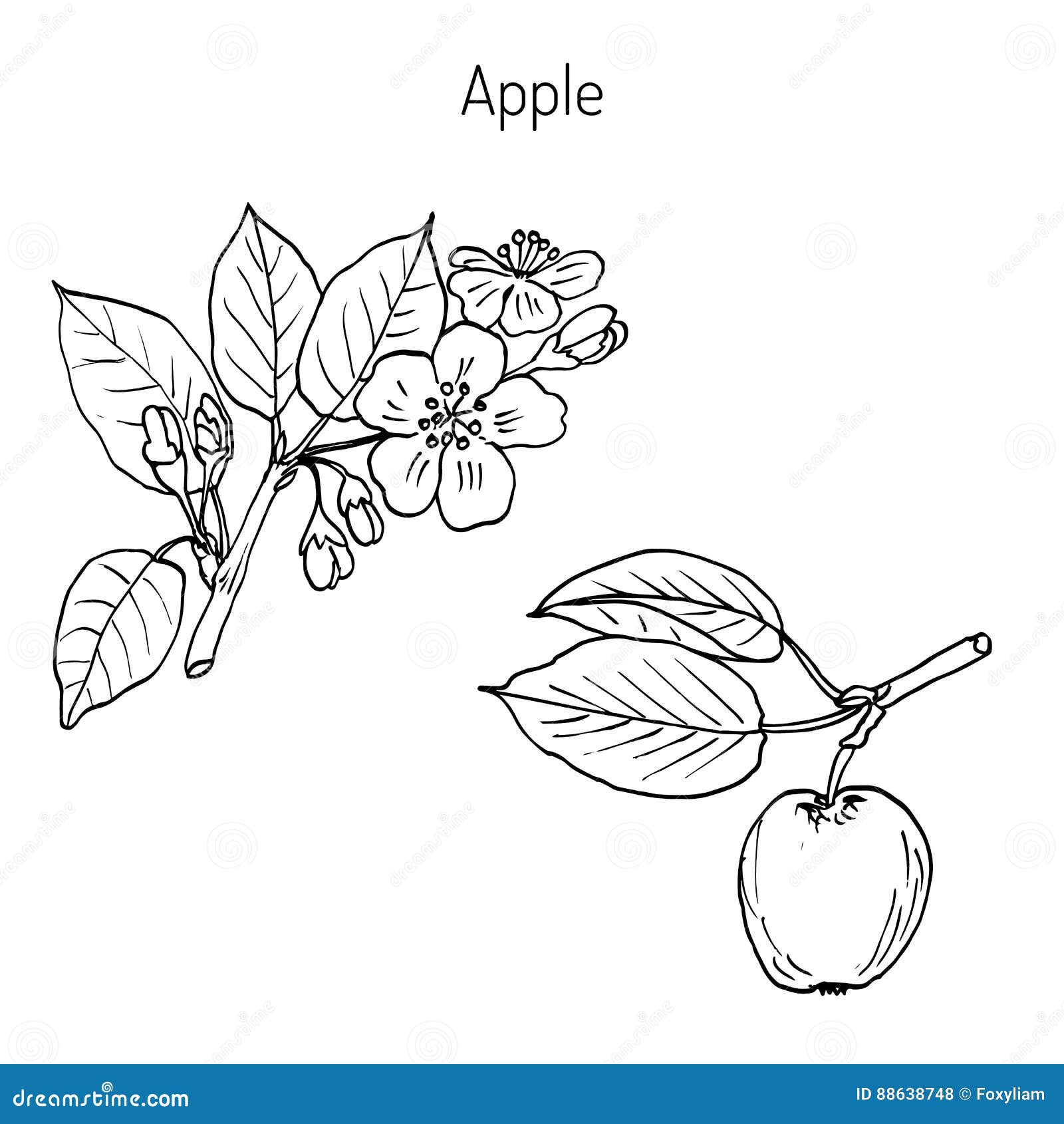 Apple Tree Branch Illustration