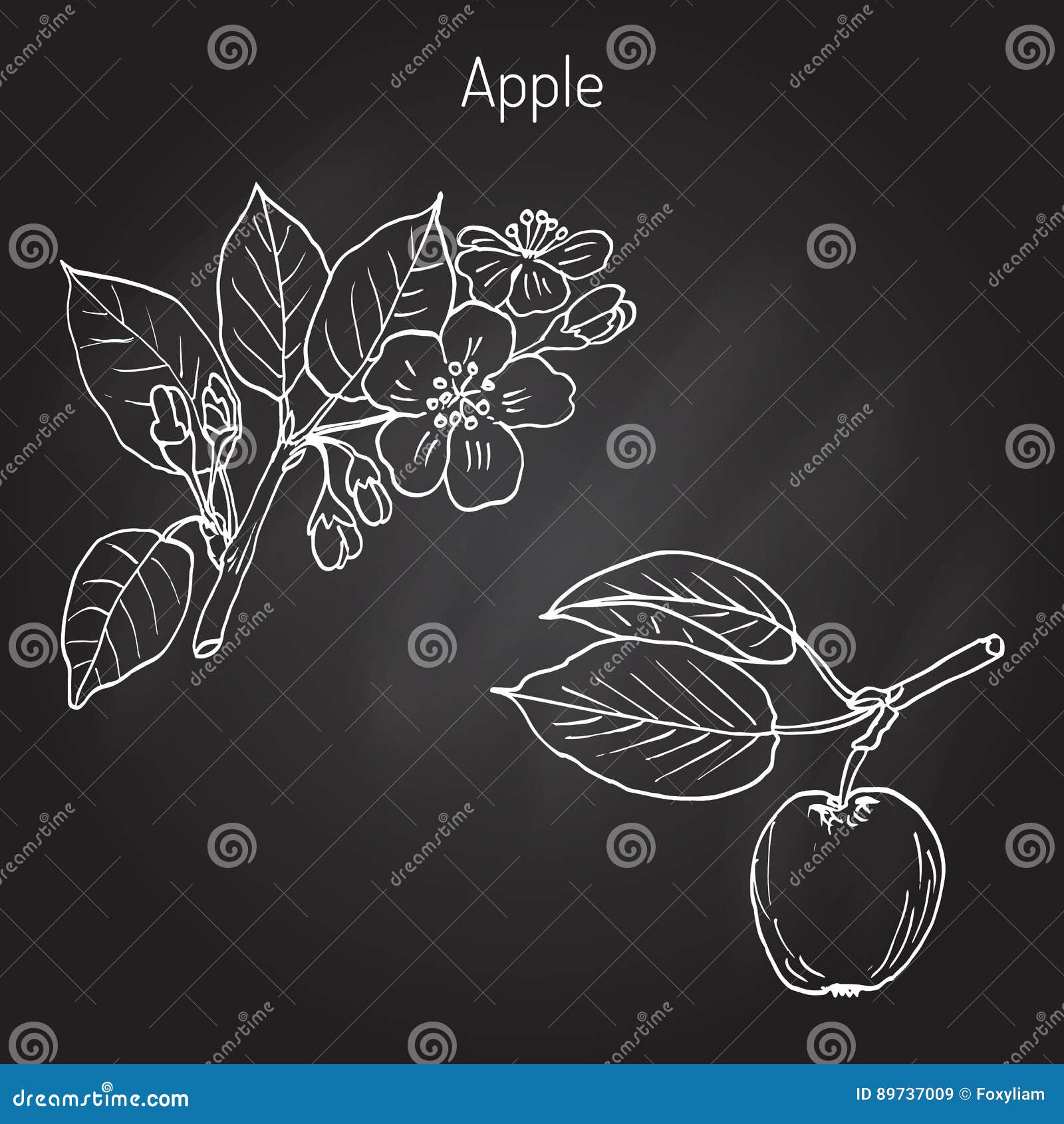 Hand Drawing Apple Tree Branch Stock Vector - Illustration of healthy ...