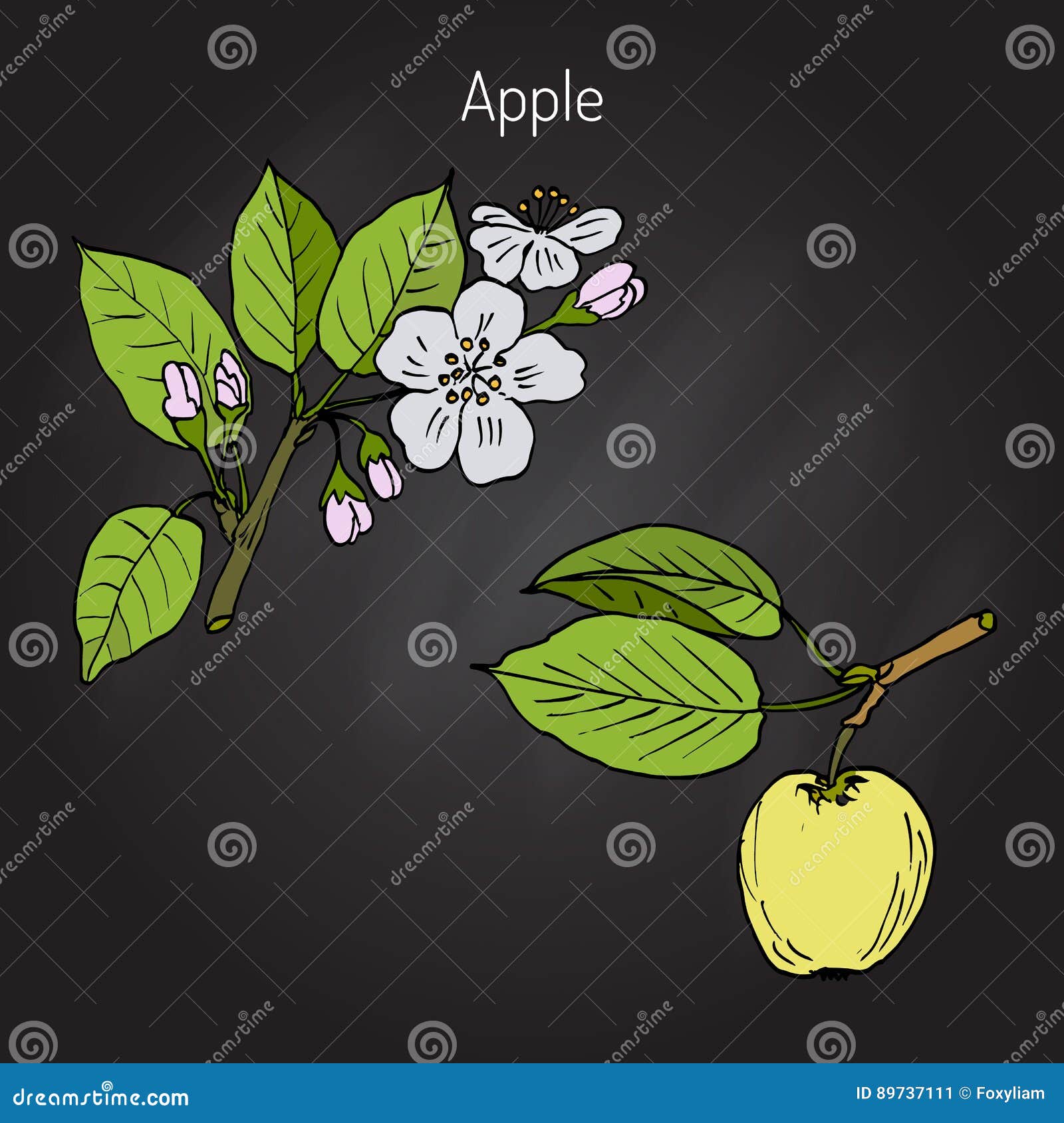 Hand Drawing Apple Tree Branch Stock Vector - Illustration of ...