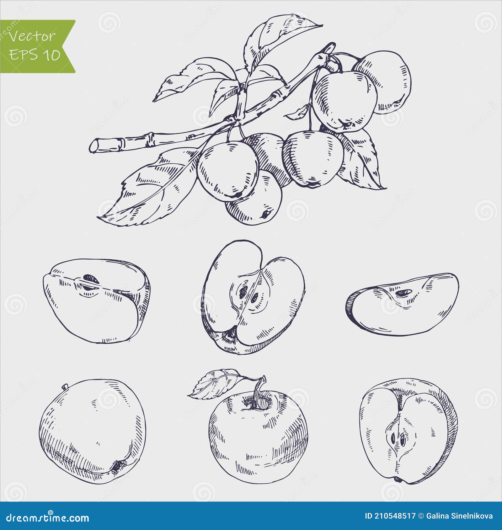 Hand Drawing Apples on Apple Tree Branch. Vector Illustration Stock ...