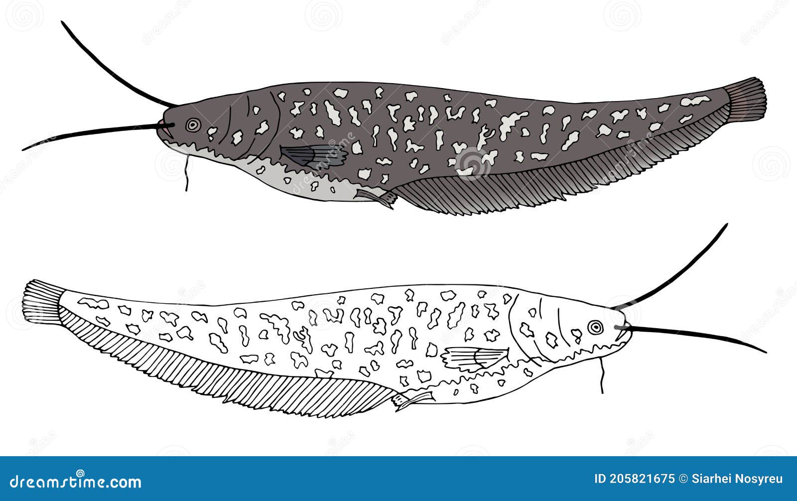 Hand Drawing of Beautiful Catfish Isolated. Set of Fish in Color and ...