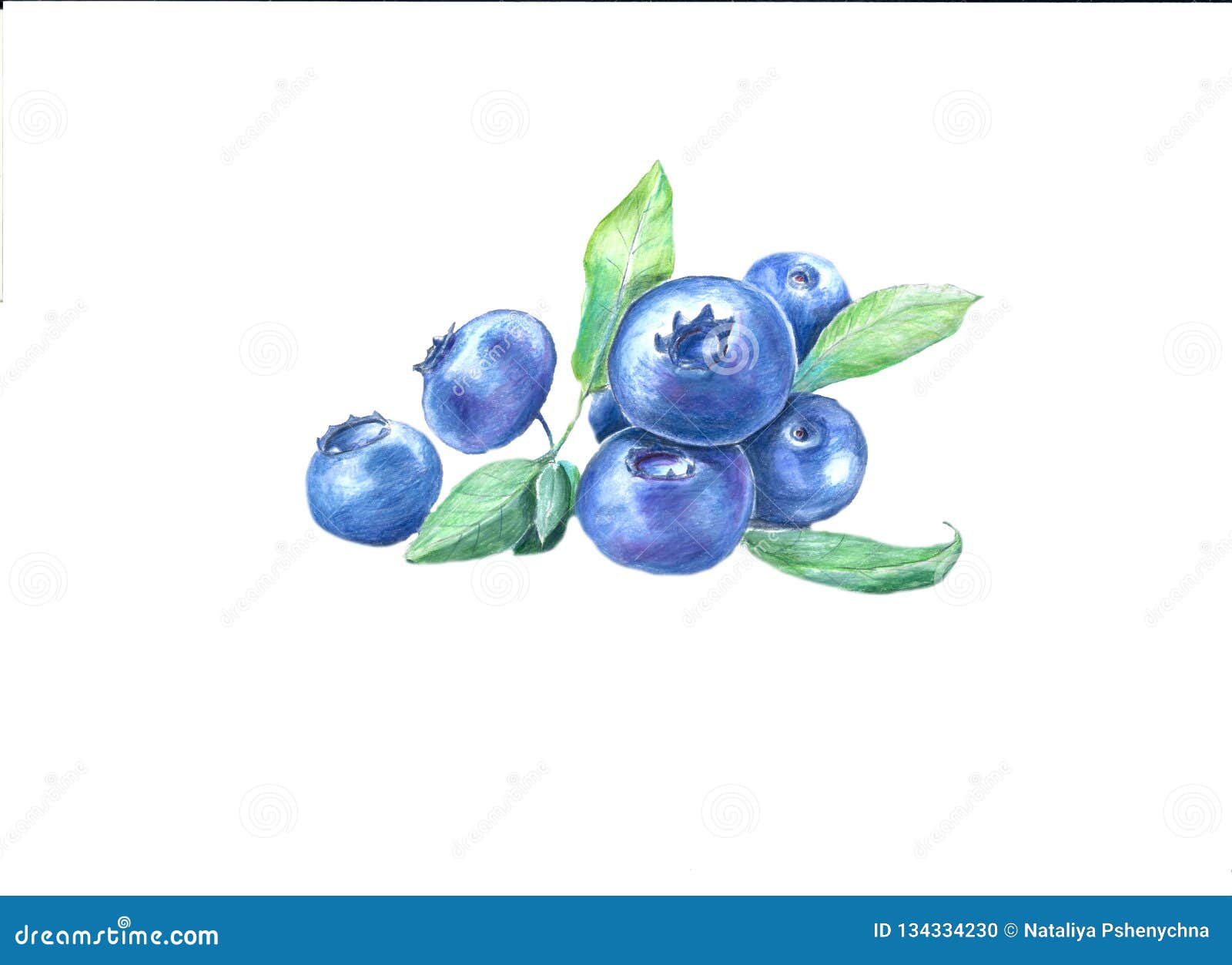 Blueberries stock illustration. Illustration of background - 134334230