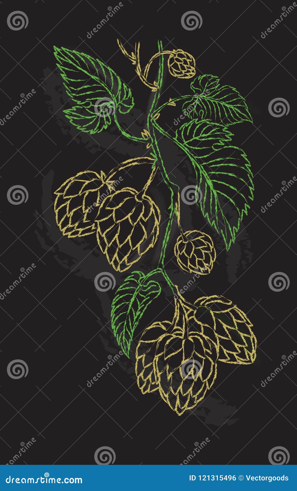 Hand Drawing of a Branch of Hops. Stock Vector - Illustration of drawn ...