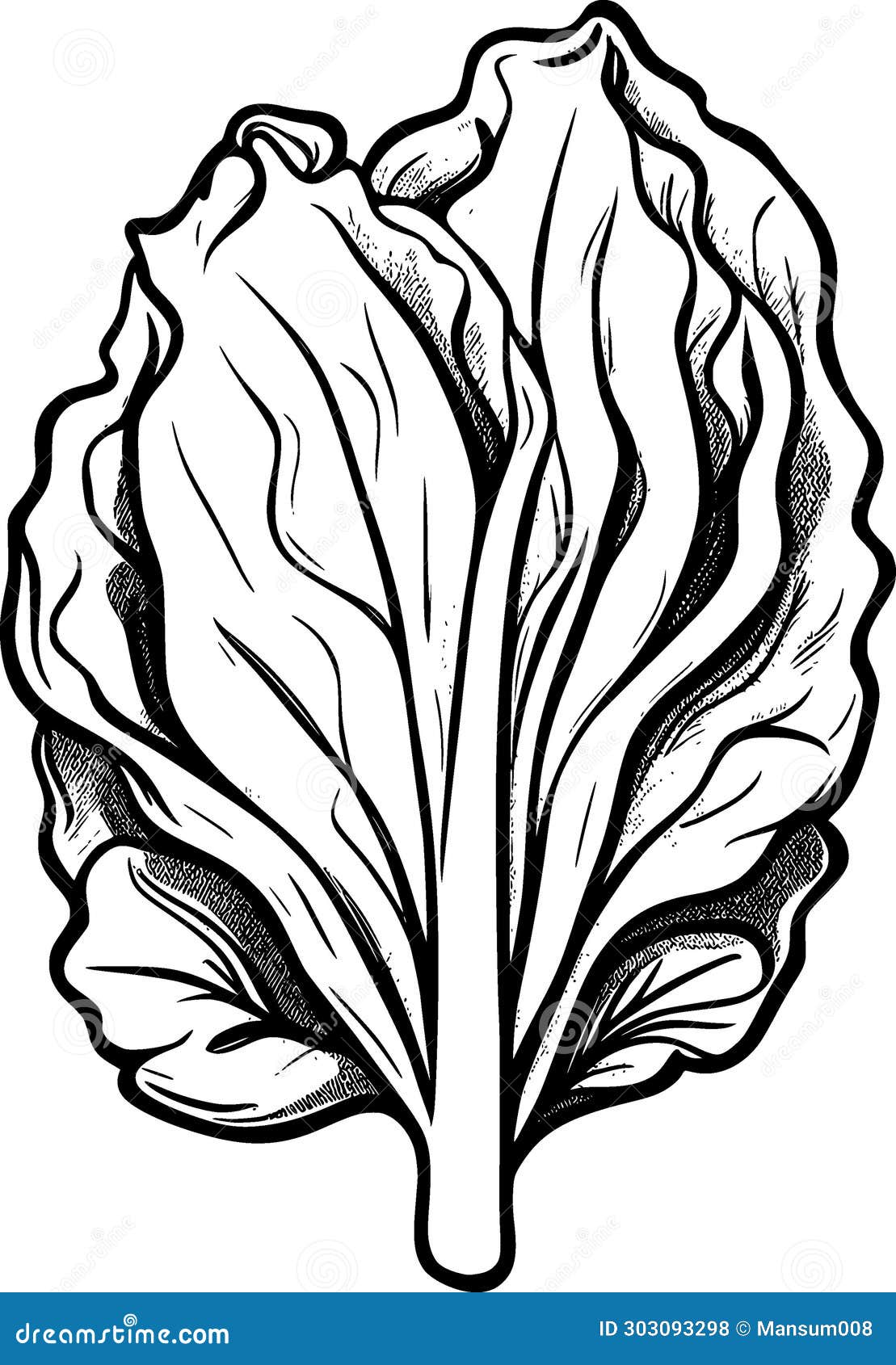 Hand drawing of a cabbage stock illustration. Illustration of ...