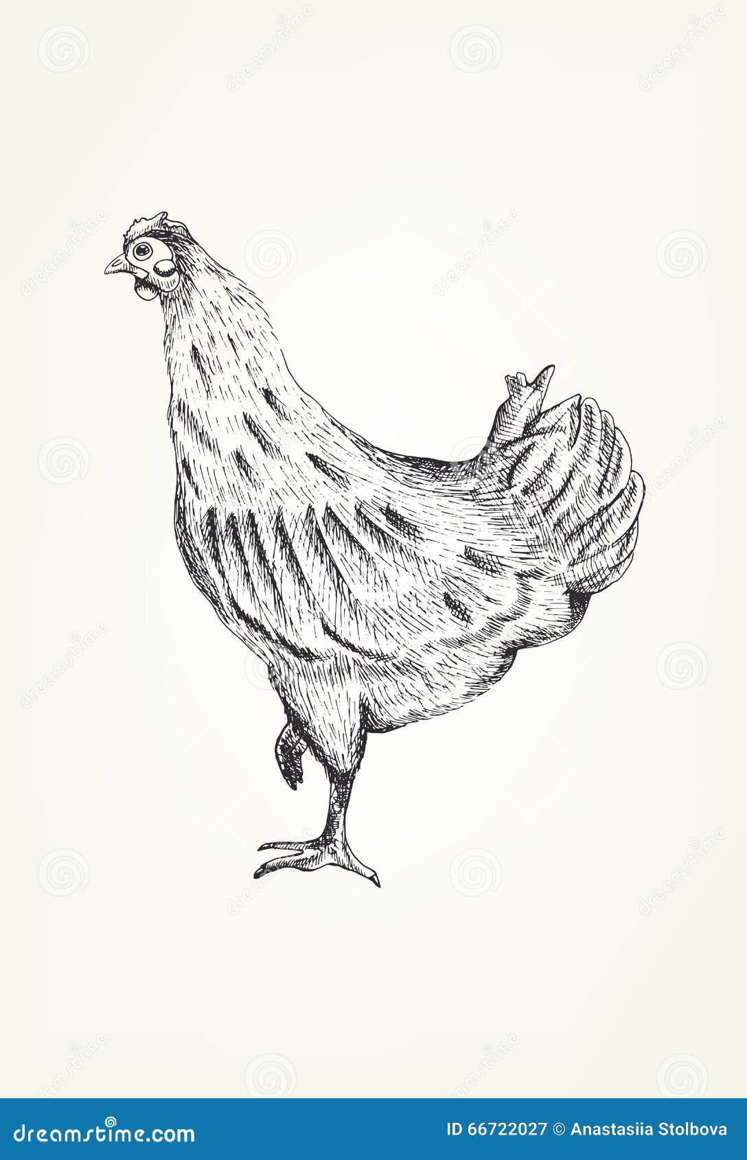 Hand drawing of a chicken stock illustration. Illustration of birds ...