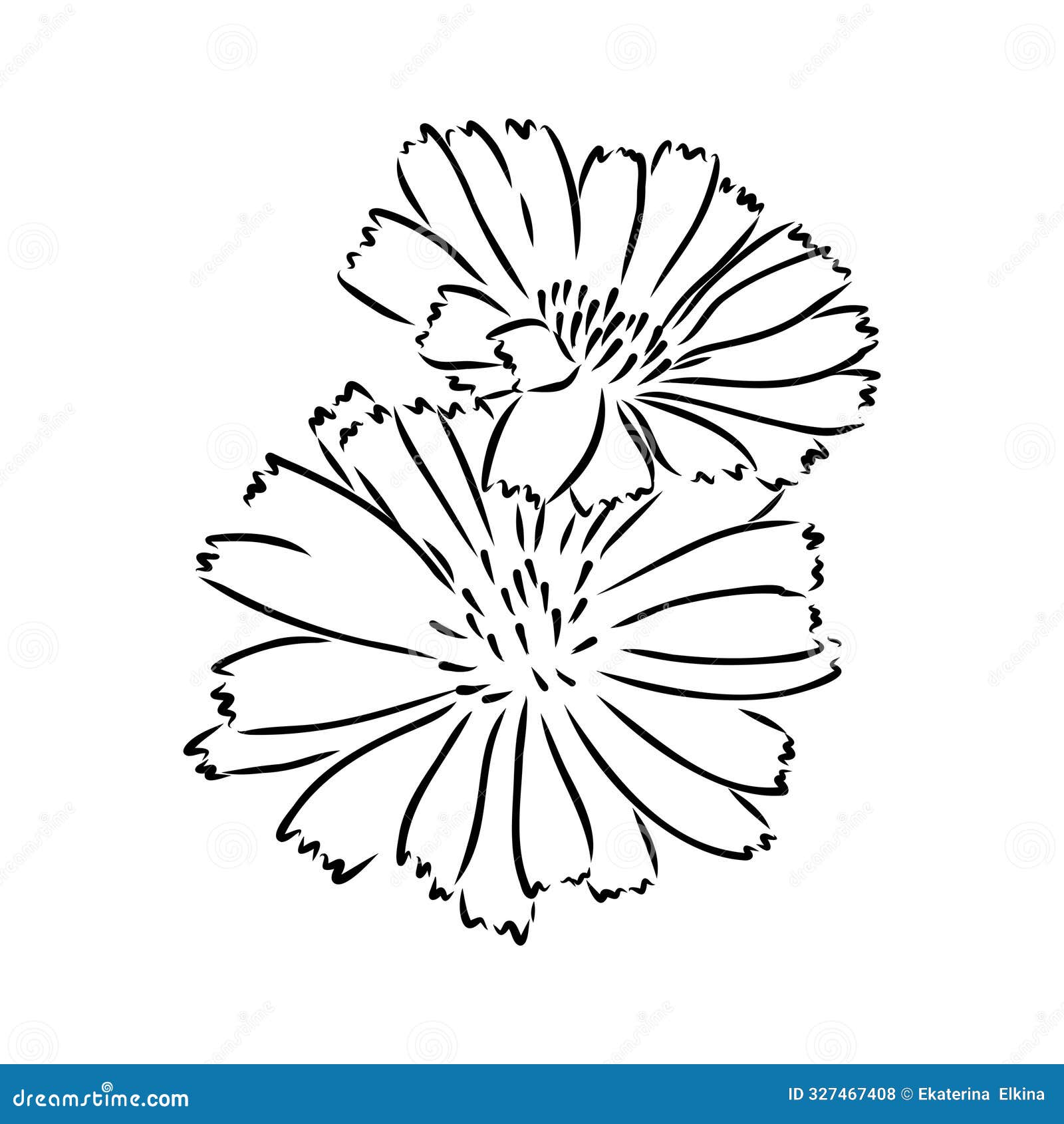 Hand Drawing of a Chicory Flower Vector Stock Vector - Illustration of ...