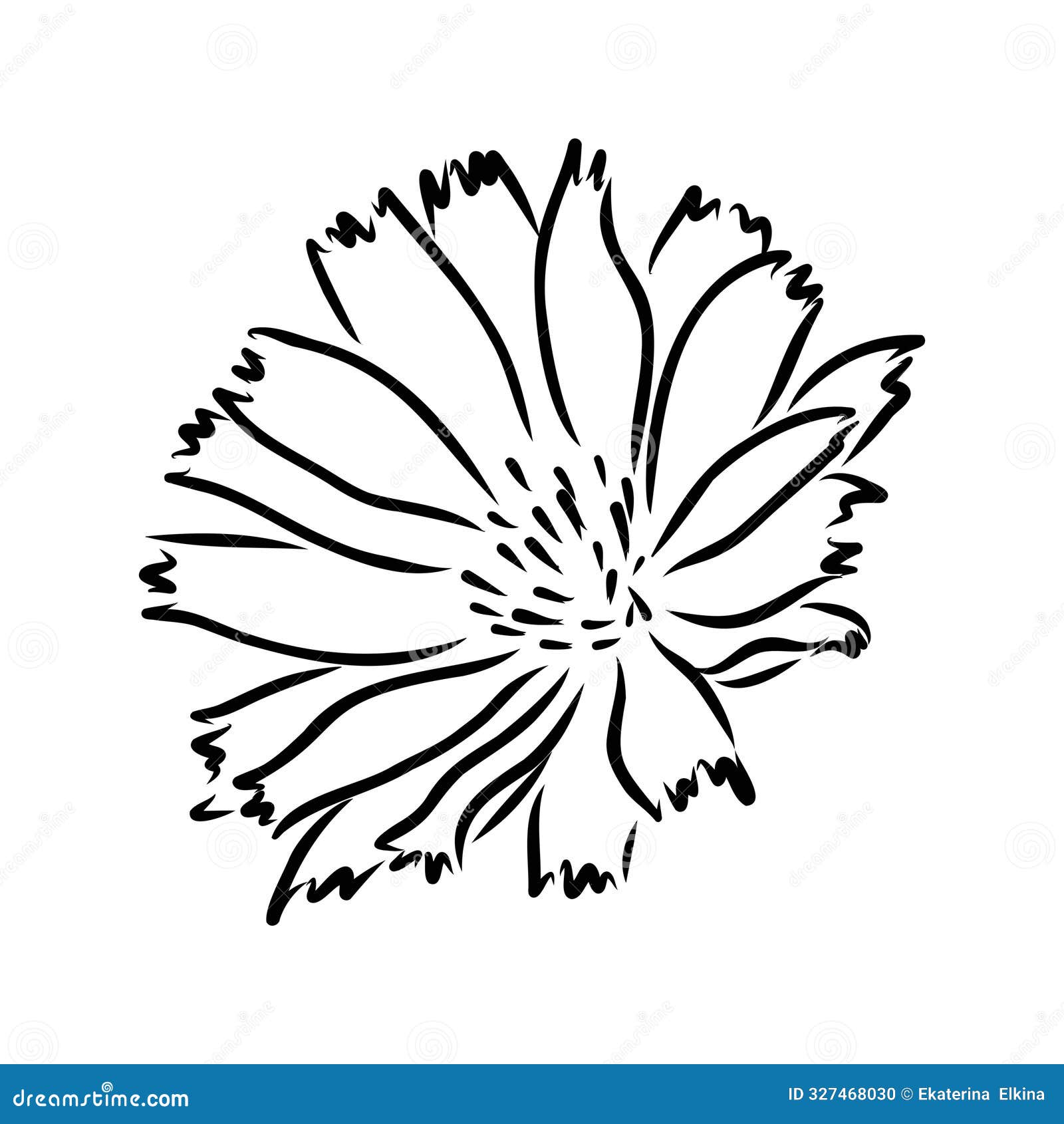 Hand Drawing of a Chicory Flower Vector Stock Vector - Illustration of ...
