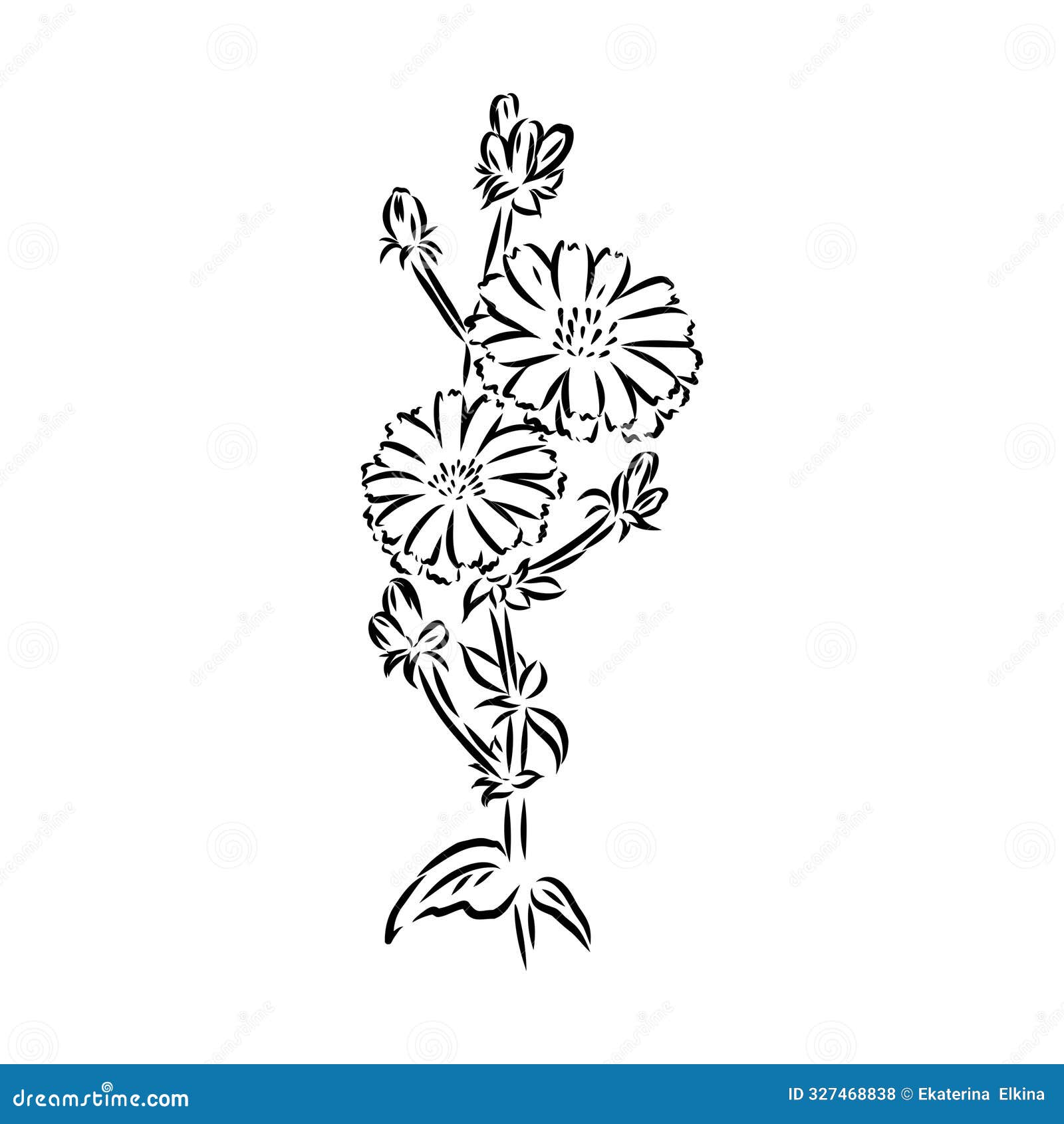 Hand Drawing of a Chicory Flower Vector Stock Vector - Illustration of ...