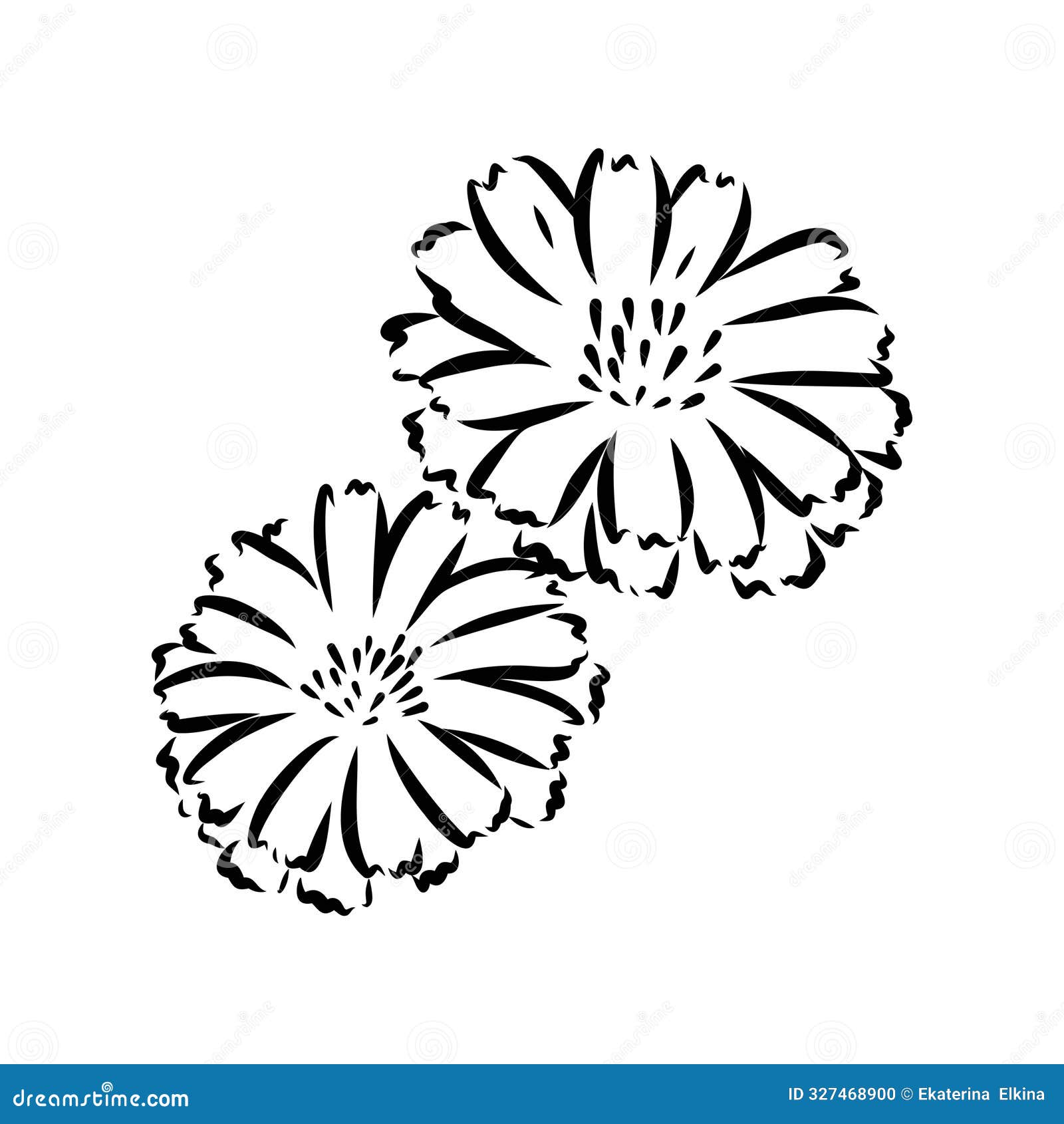 Hand Drawing of a Chicory Flower Vector Stock Vector - Illustration of ...