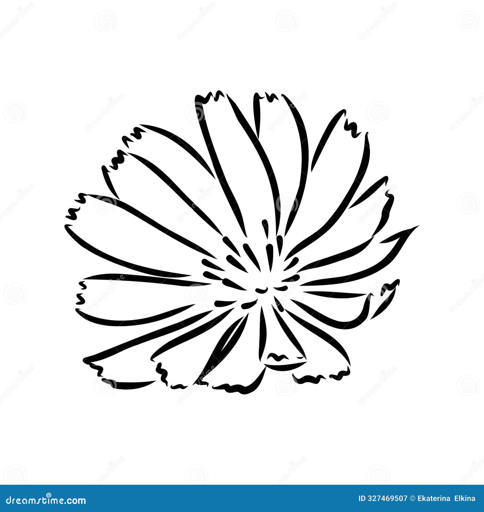 Hand Drawing of a Chicory Flower Vector Stock Vector - Illustration of ...