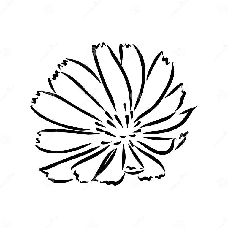 Hand Drawing of a Chicory Flower Vector Stock Vector - Illustration of ...