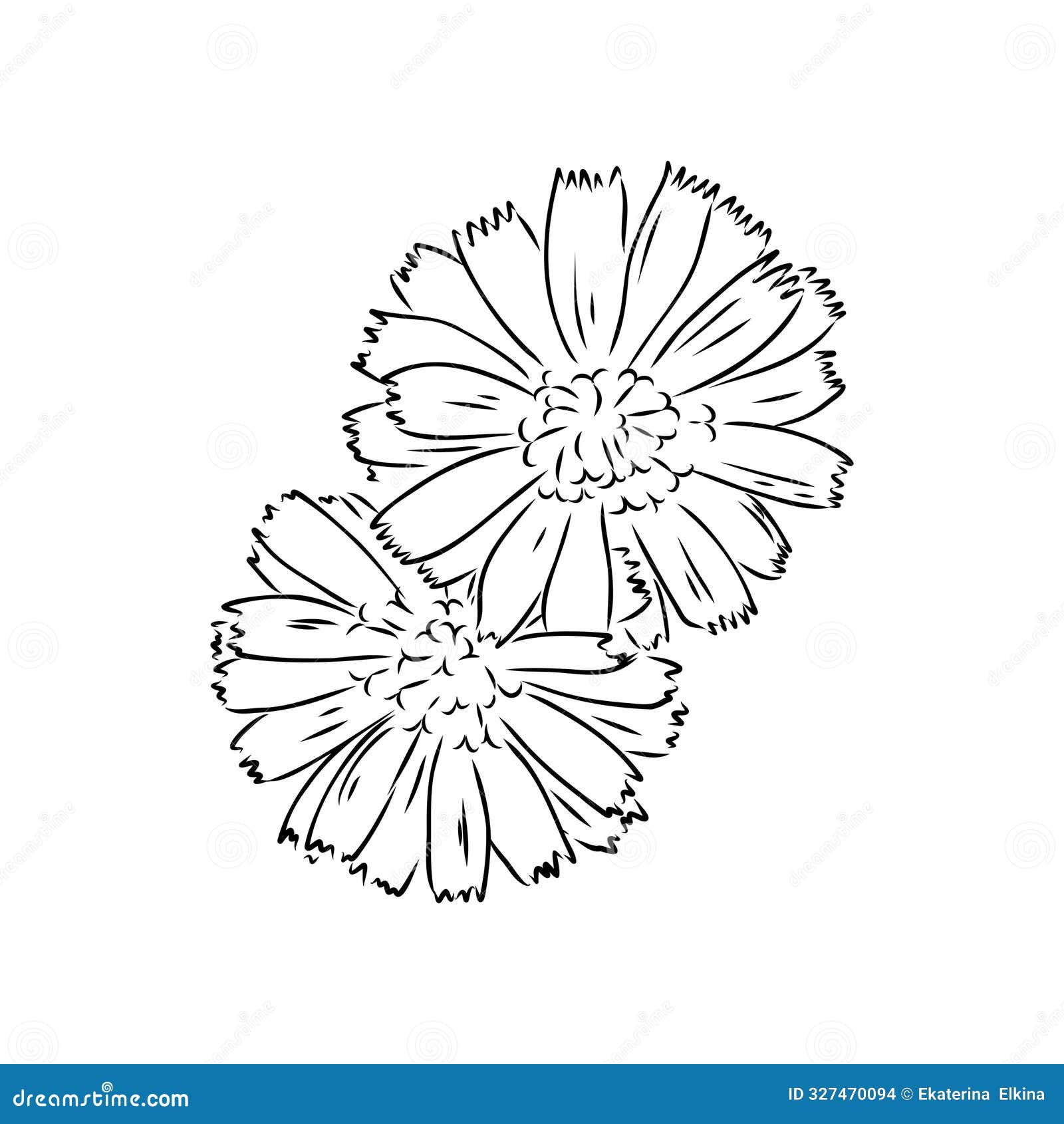 Hand Drawing of a Chicory Flower Vector Stock Vector - Illustration of ...