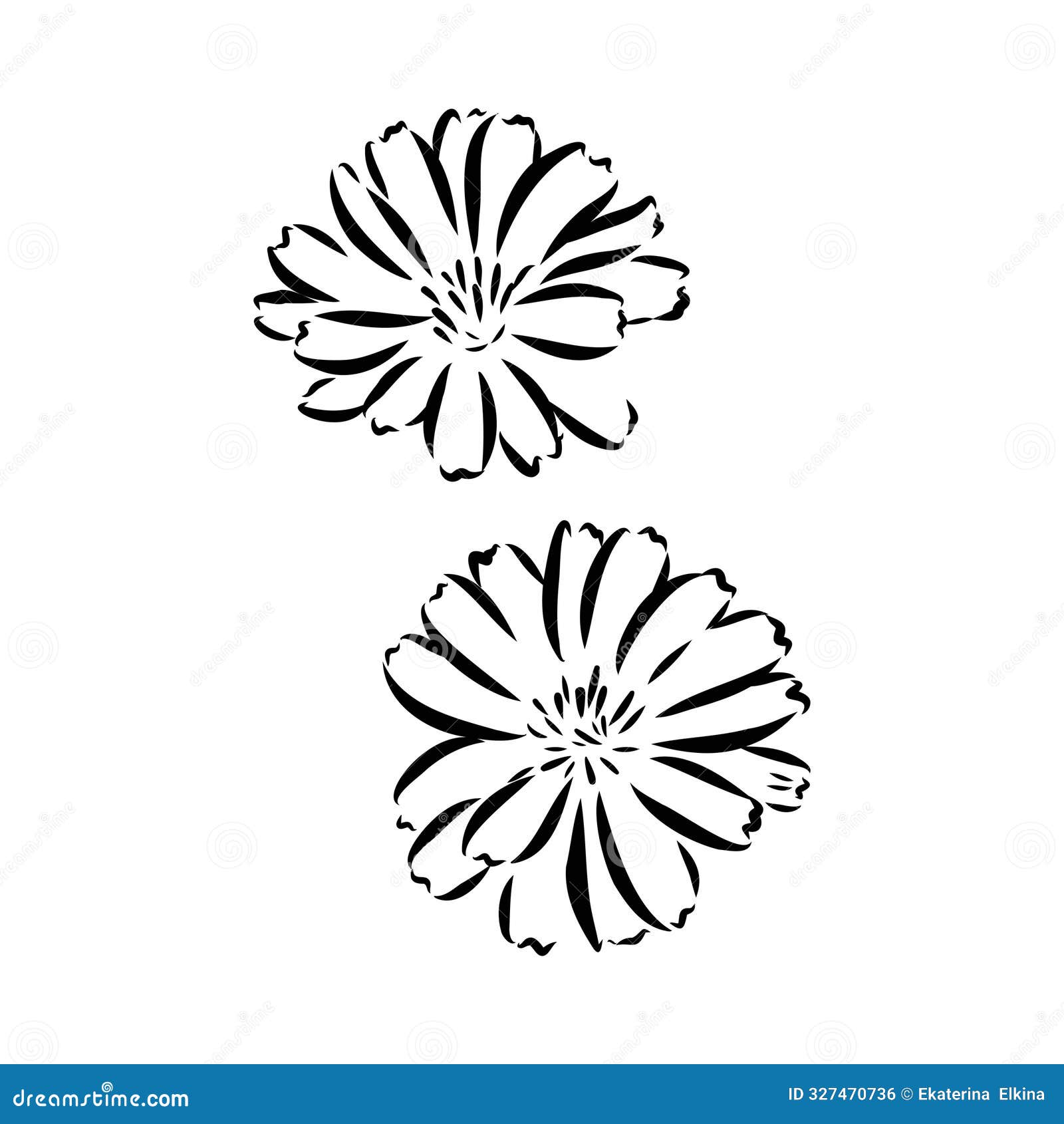 Hand Drawing of a Chicory Flower Vector Stock Vector - Illustration of ...