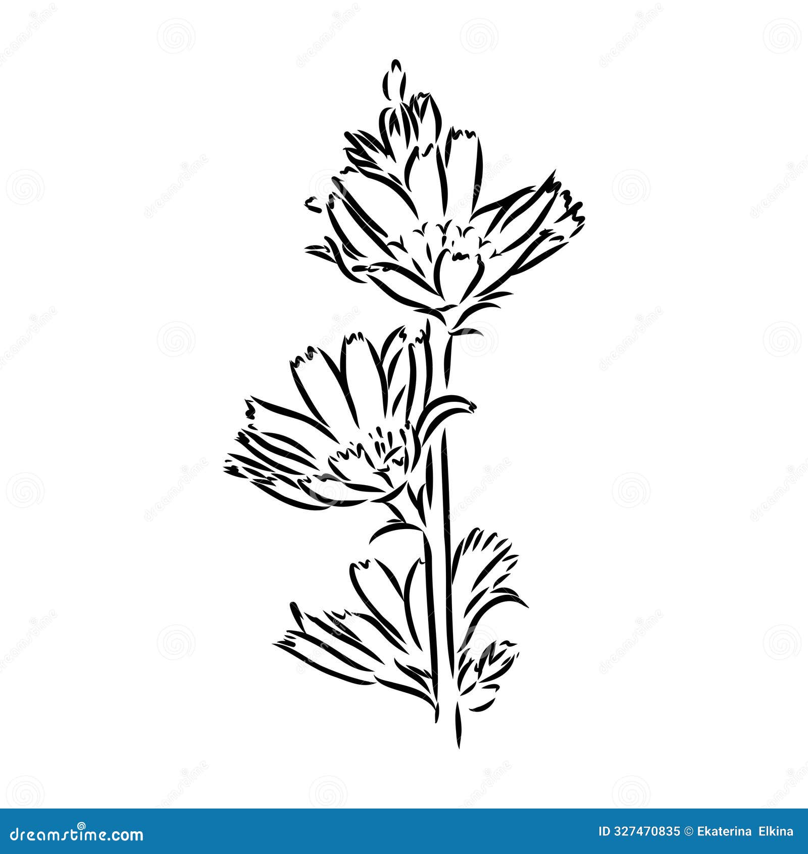 Hand Drawing of a Chicory Flower Vector Stock Vector - Illustration of ...