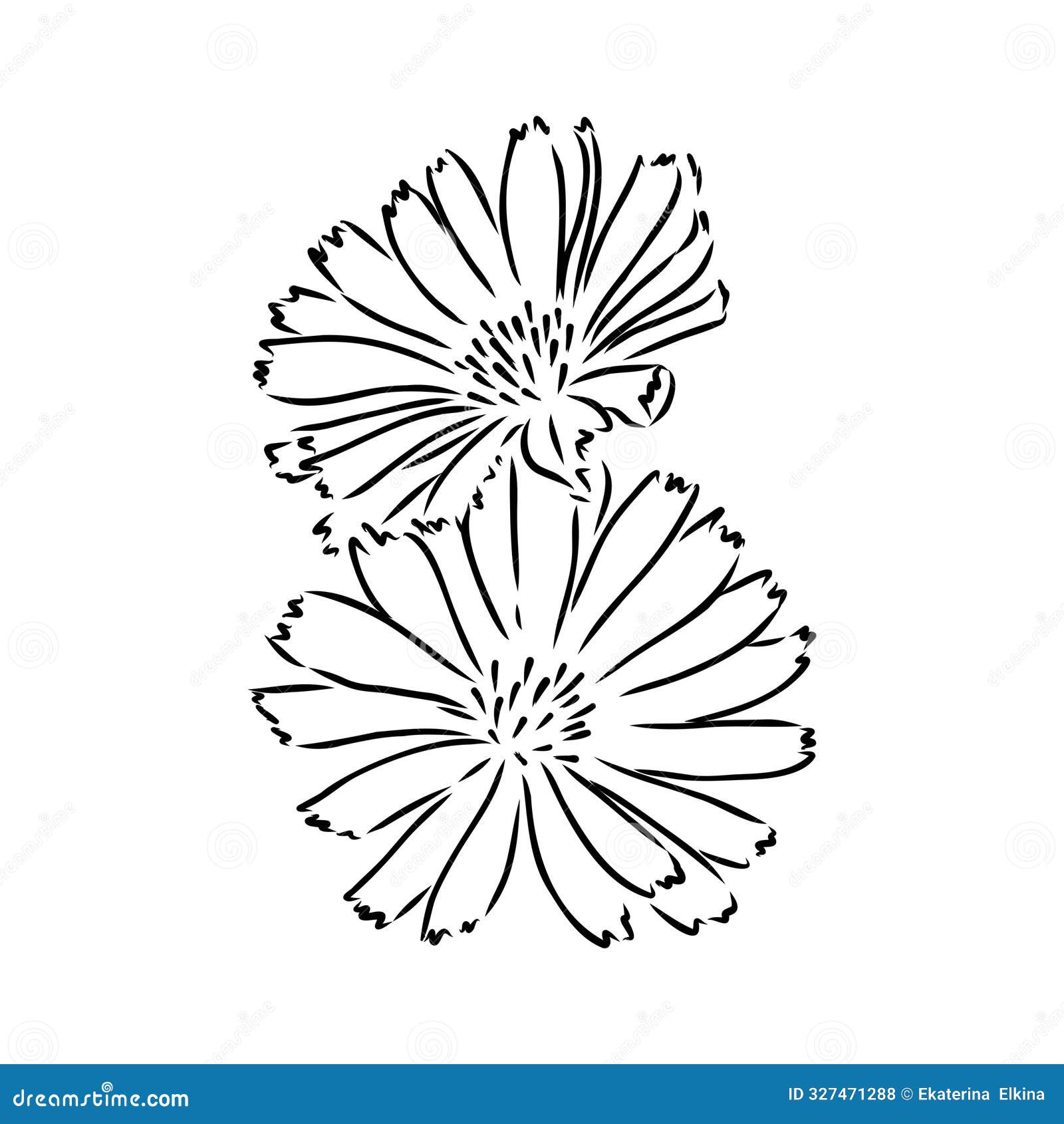 Hand Drawing of a Chicory Flower Vector Stock Vector - Illustration of ...