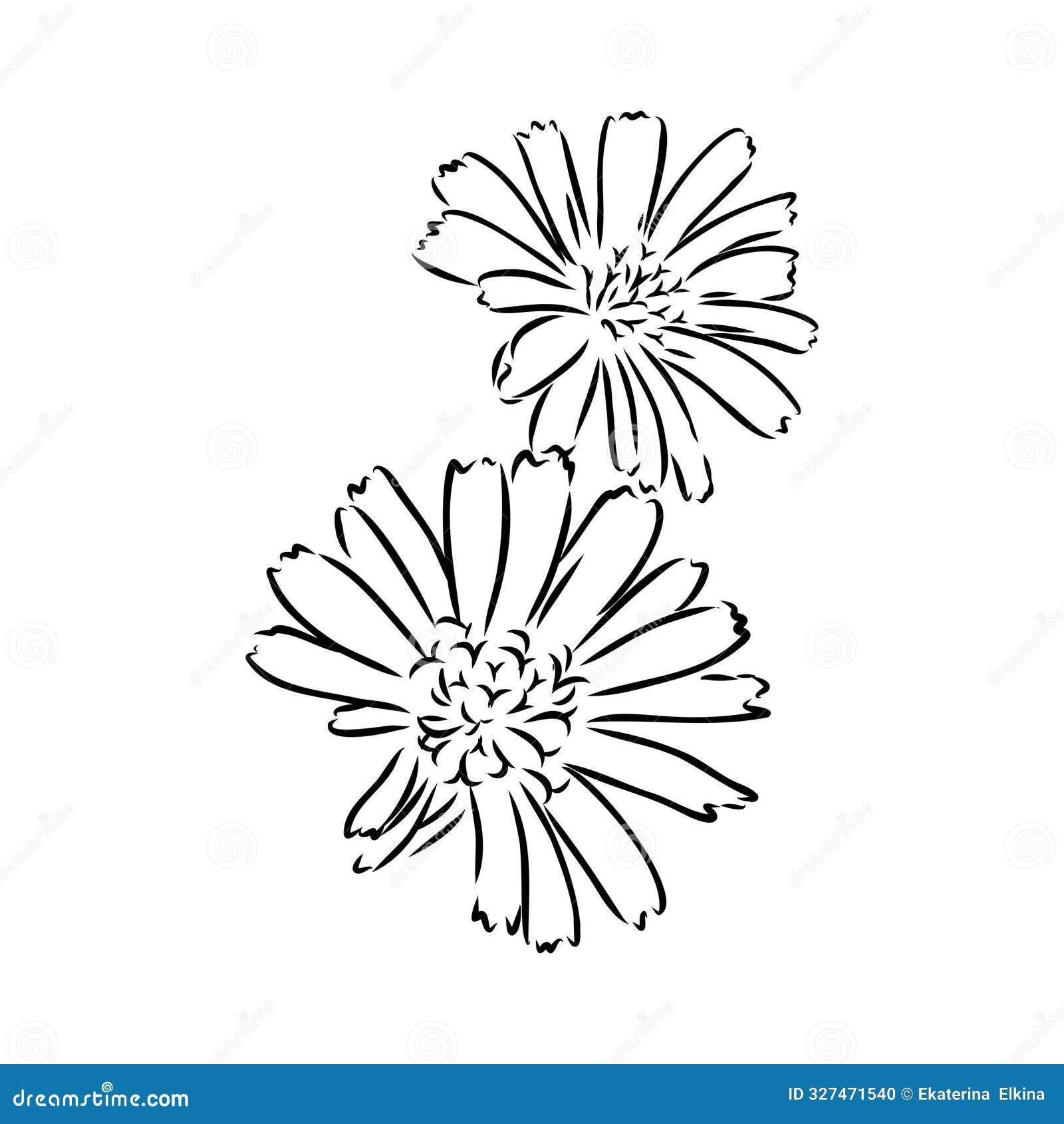Hand Drawing of a Chicory Flower Vector Stock Vector - Illustration of ...