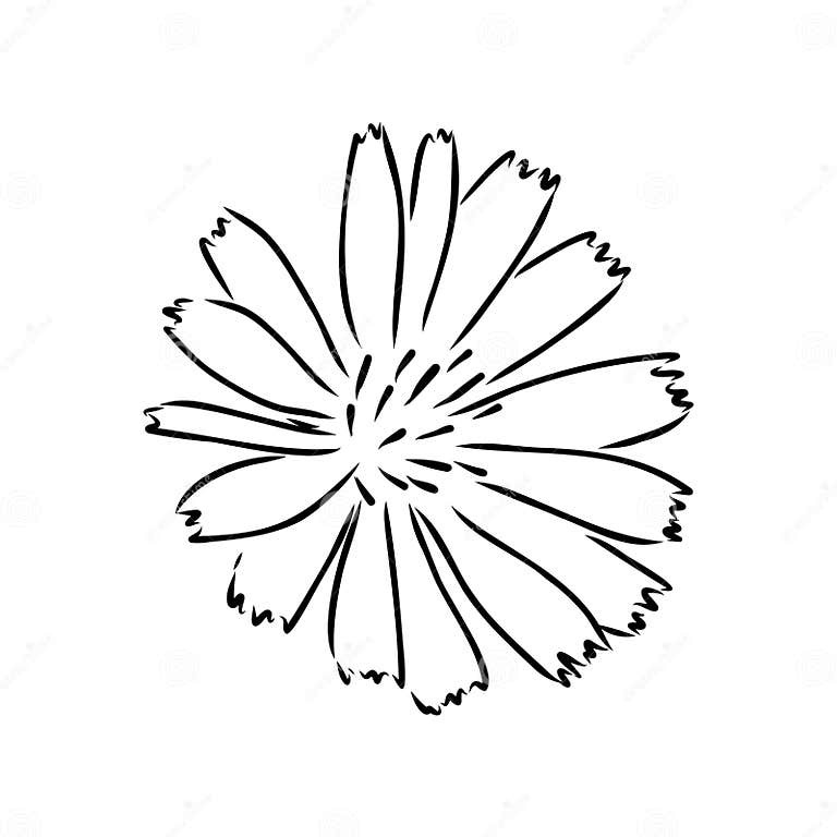 Hand Drawing of a Chicory Flower Vector Stock Vector - Illustration of ...