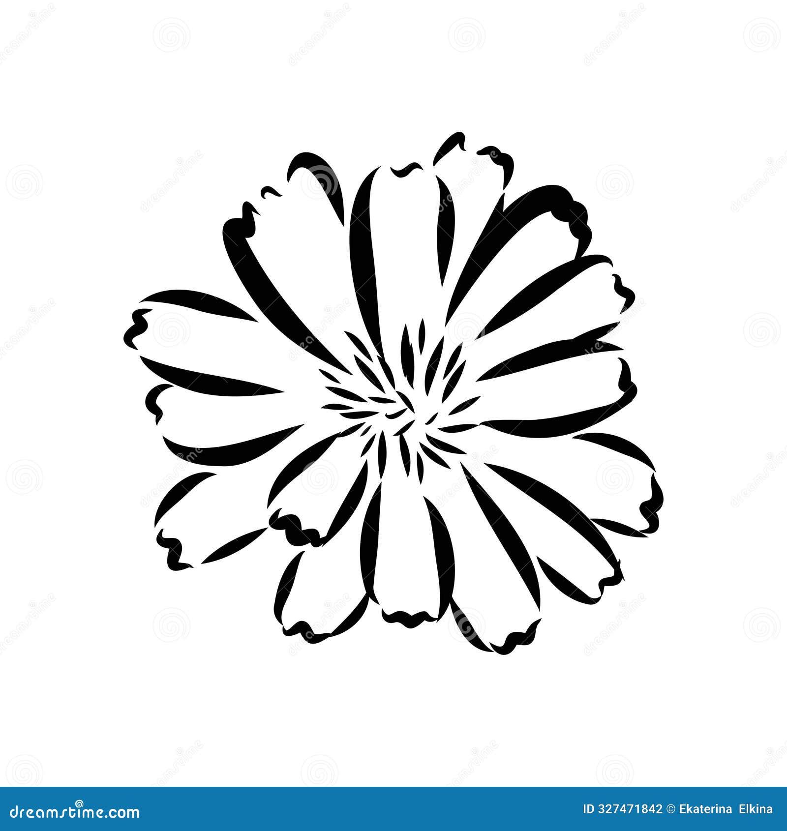 Hand Drawing of a Chicory Flower Vector Stock Vector - Illustration of ...