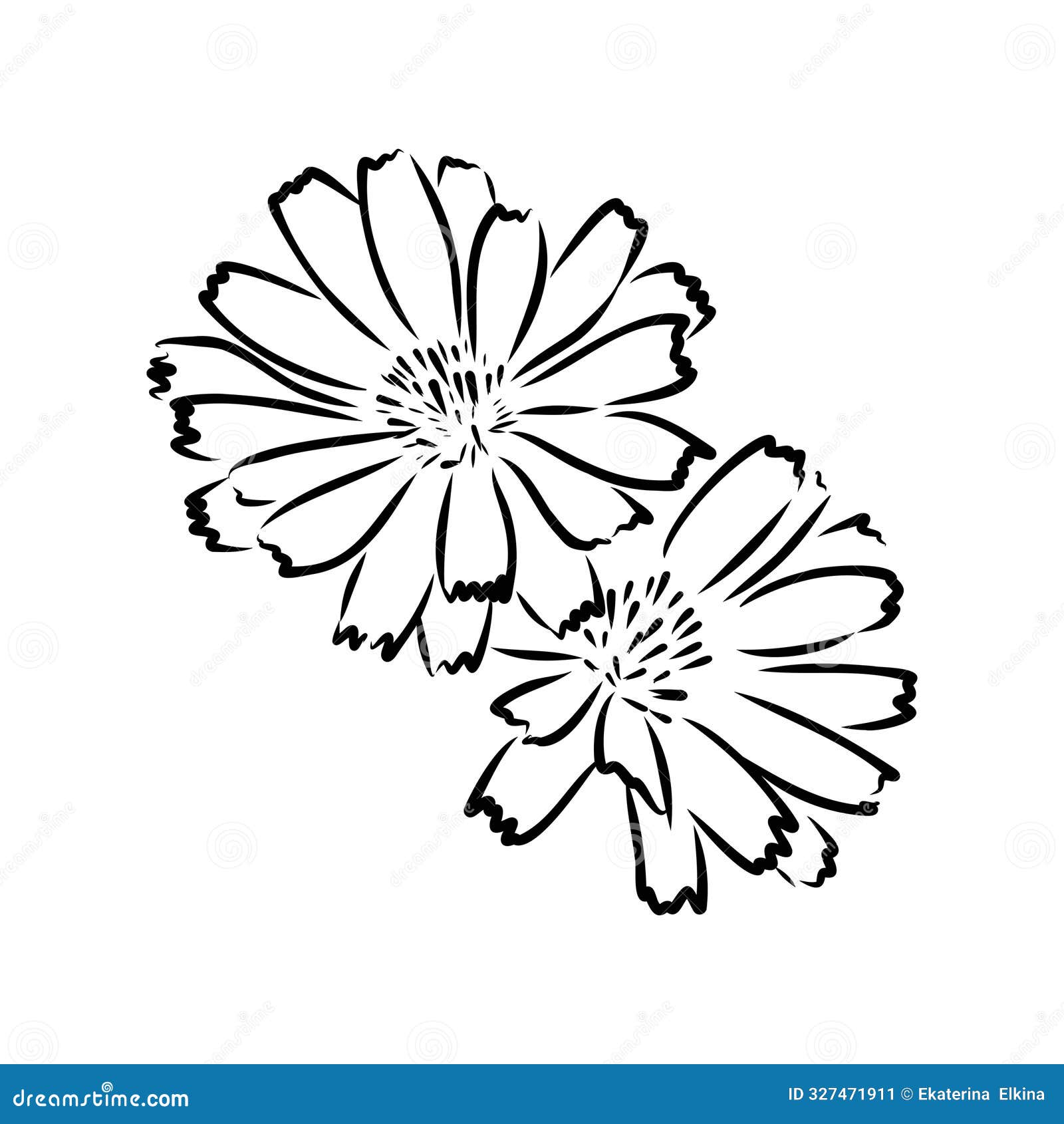 Chicory Flower. Line Drawing. Black And White Illustration. Vector ...
