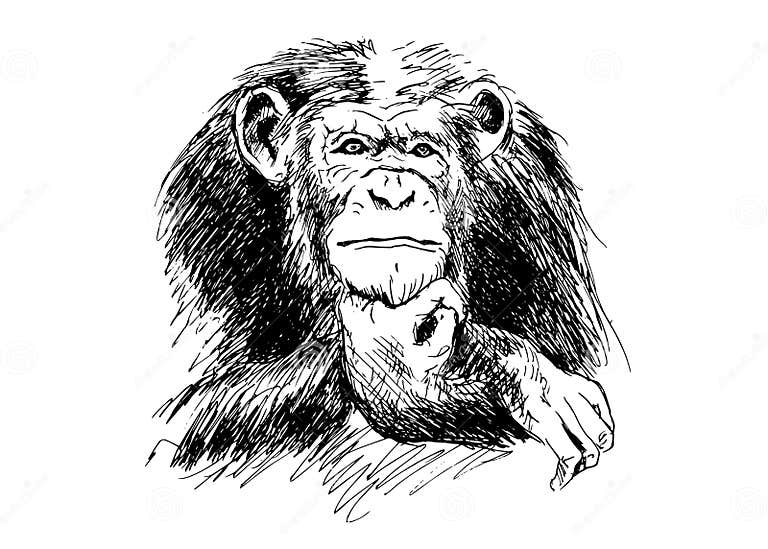 Hand drawing Chimpanzees stock vector. Illustration of angry - 41422912
