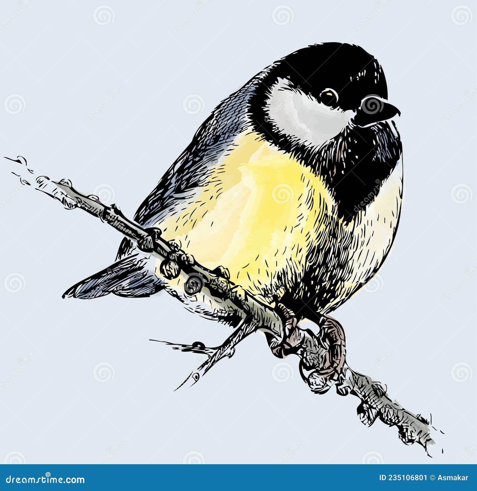 Hand Drawing of Cute Fluffy Titmouse Bird on Branch in Winter Stock ...