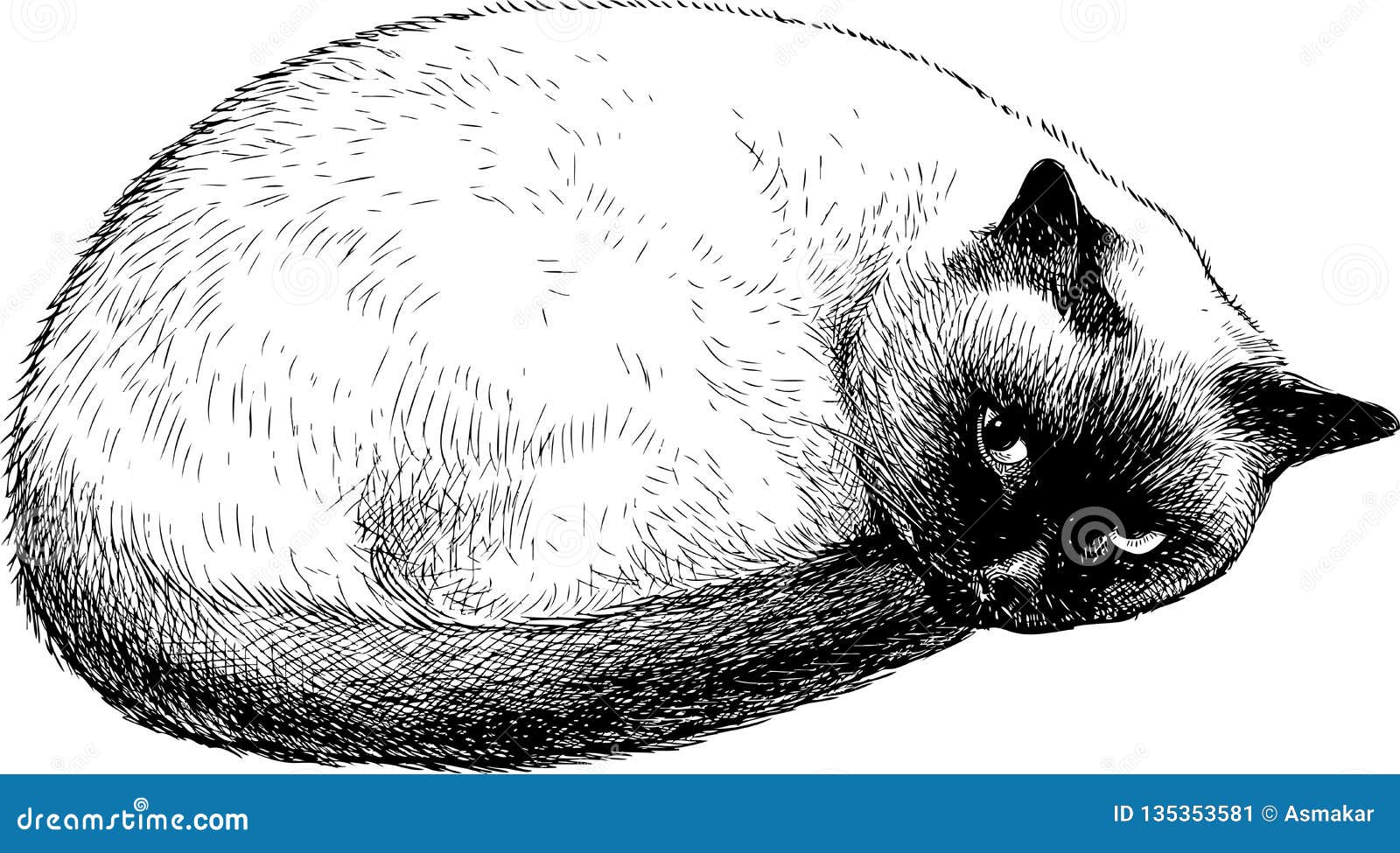 A Hand Drawing of a Cute Siamese Cat Stock Vector - Illustration of ...