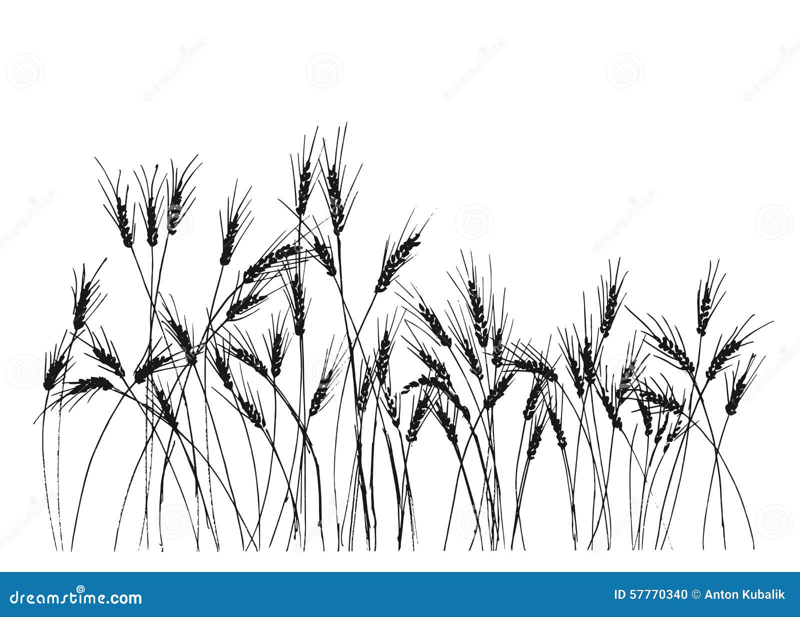 Hand Drawing Ears Of Rye Vector Illustration | CartoonDealer.com #57770340