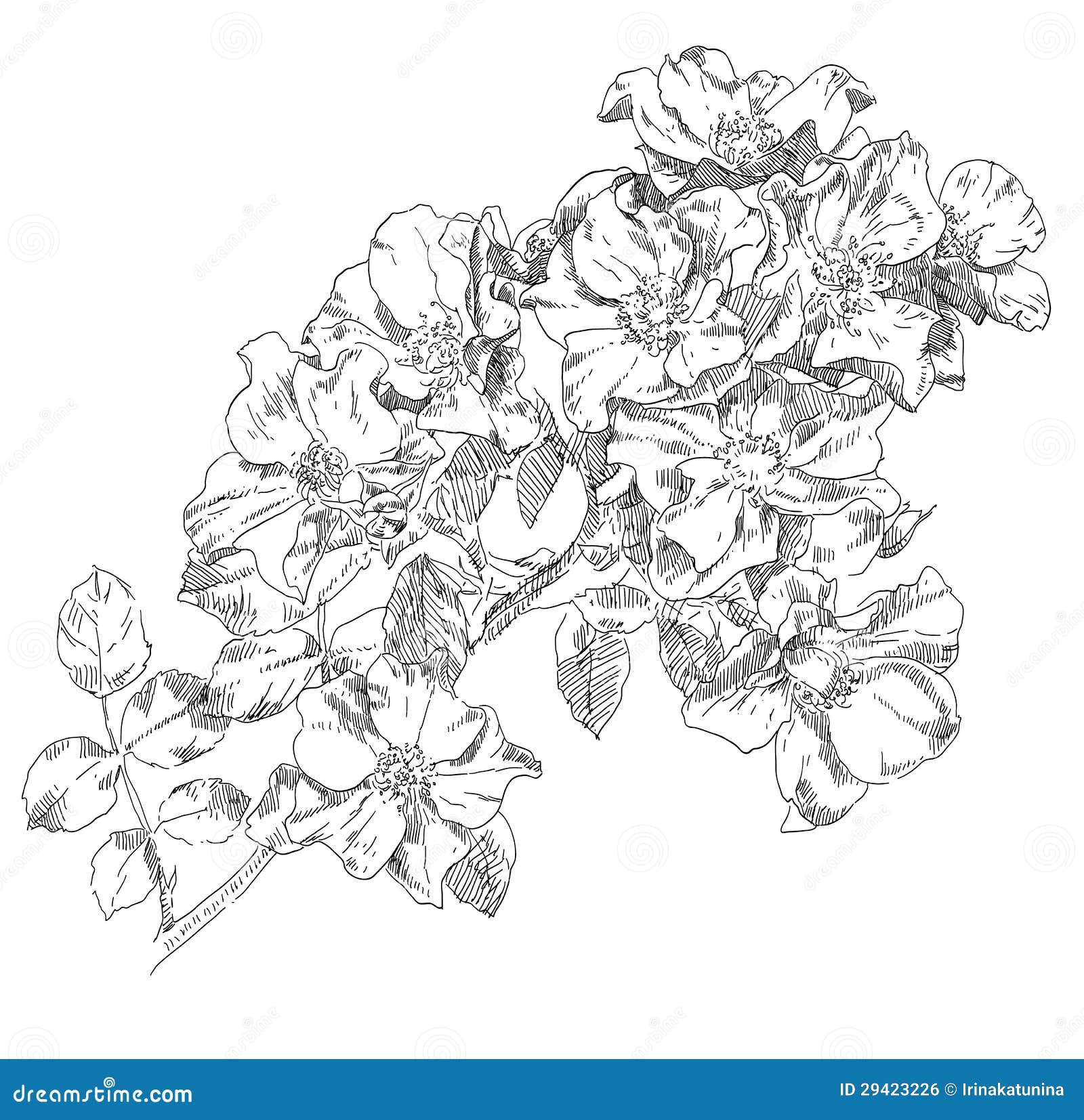 Hand drawing flower stock vector. Illustration of decoration - 29423226