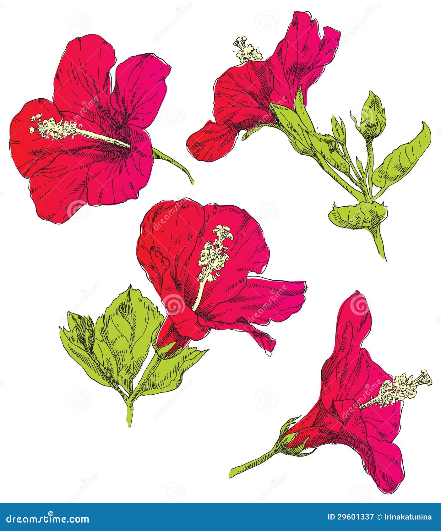 Hand drawing flower stock vector. Illustration of biology - 29601337