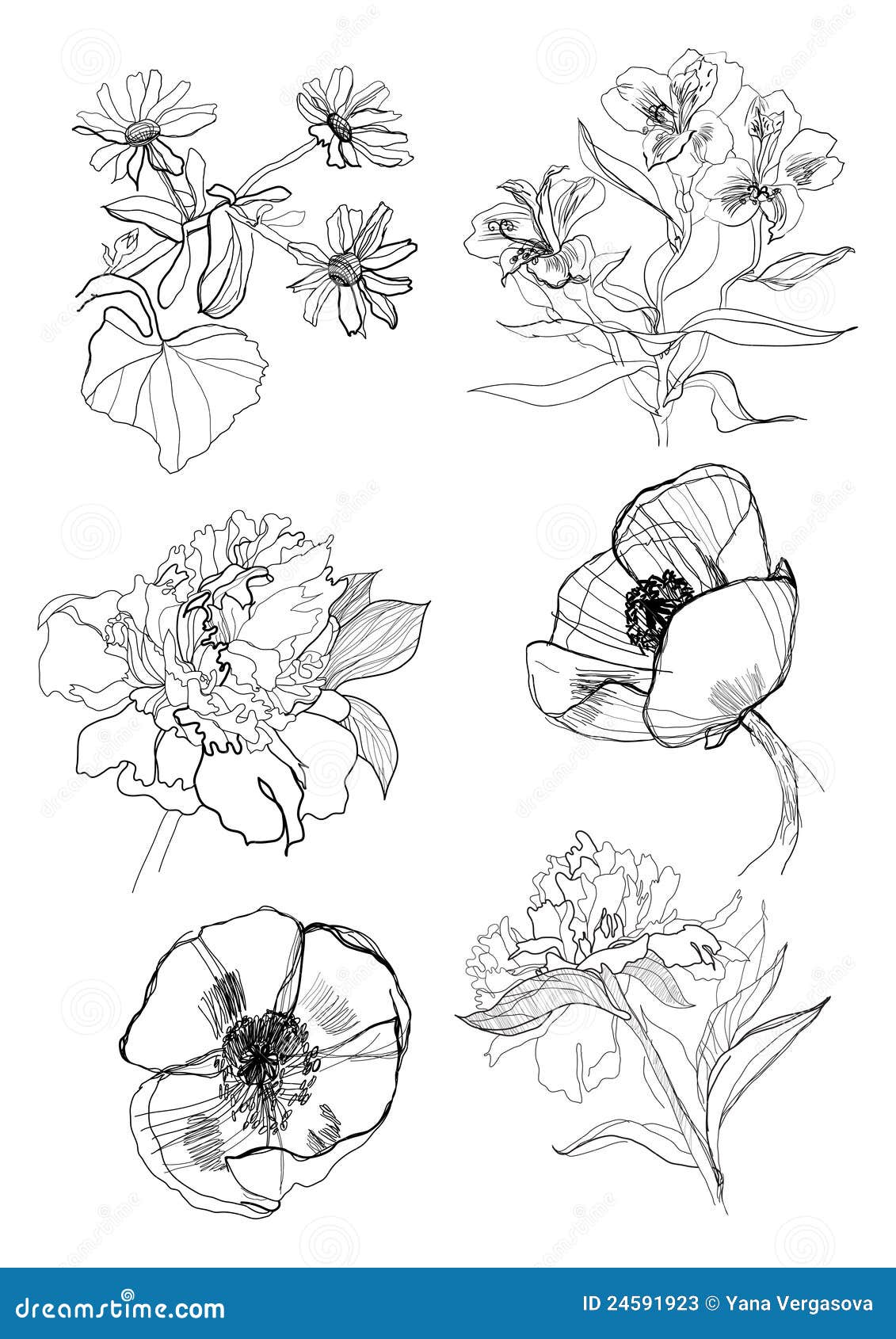 Hand drawing flowers set stock vector. Illustration of decorative ...