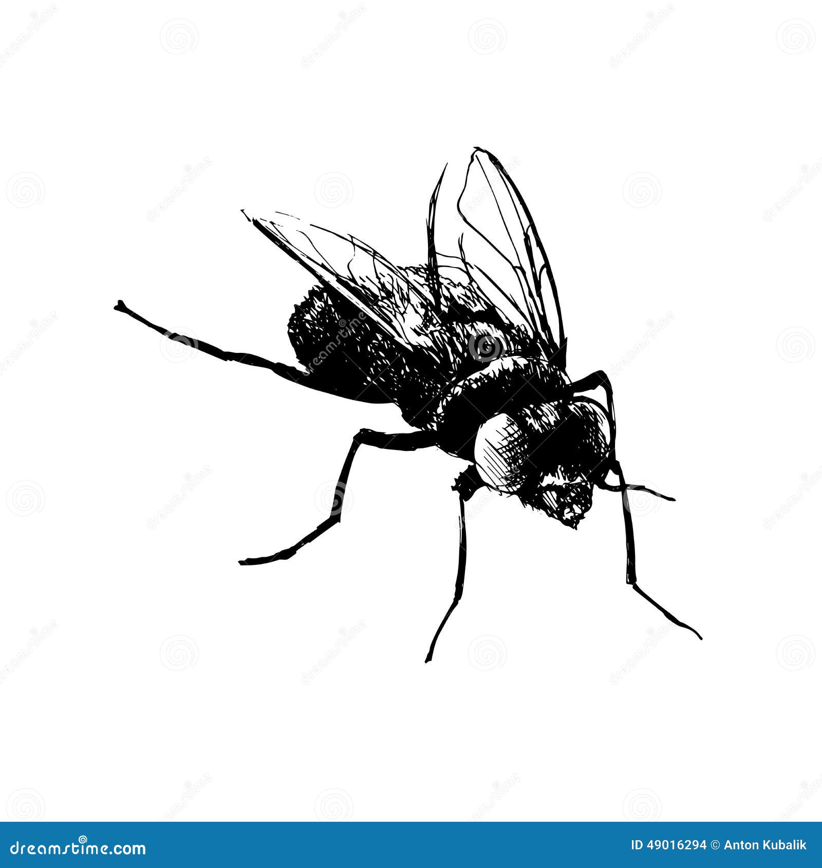 Hand drawing fly stock vector. Illustration of shot, isolated - 49016294