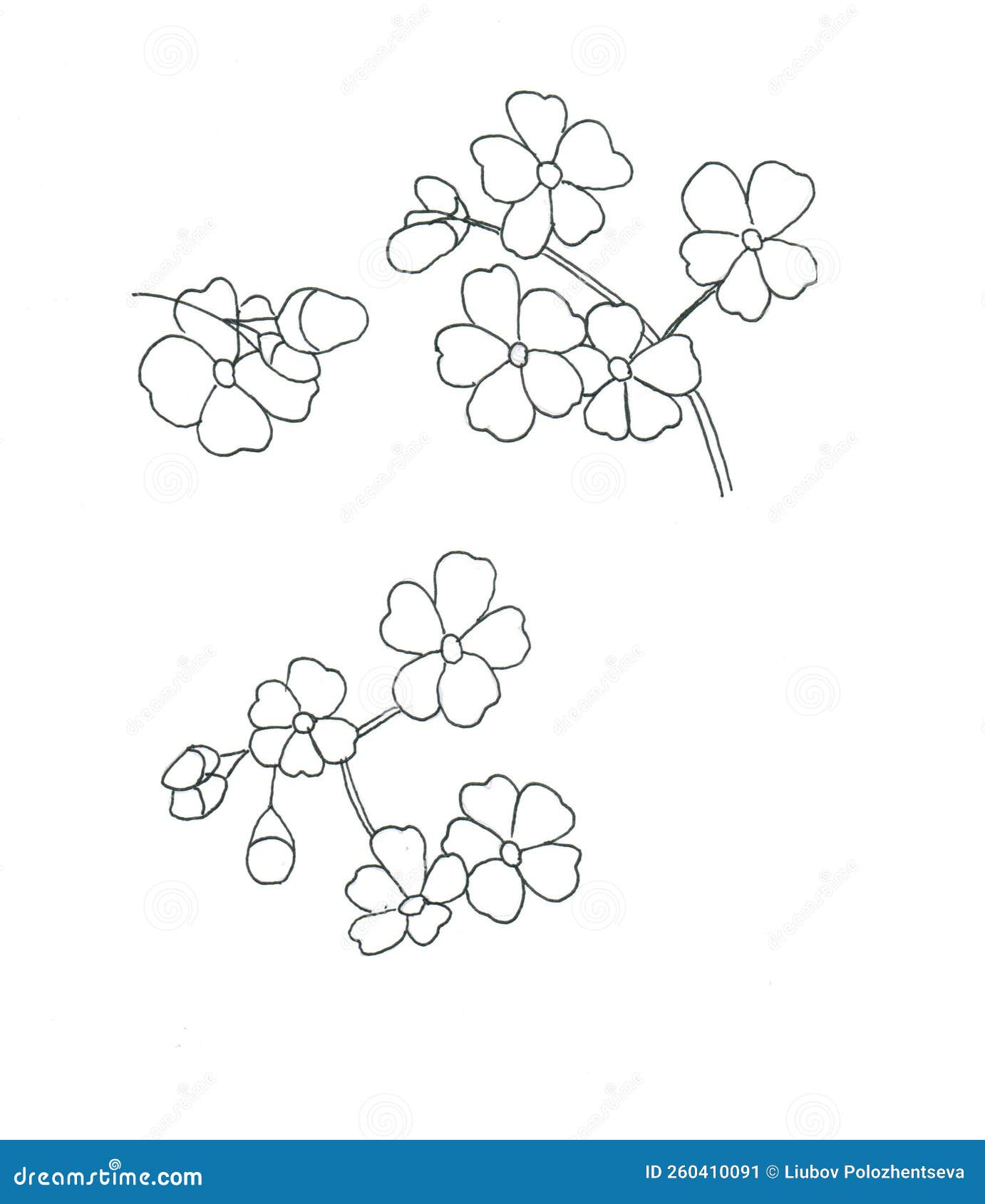 Hand Drawing Forget-me-not, Outline Stock Illustration - Illustration ...