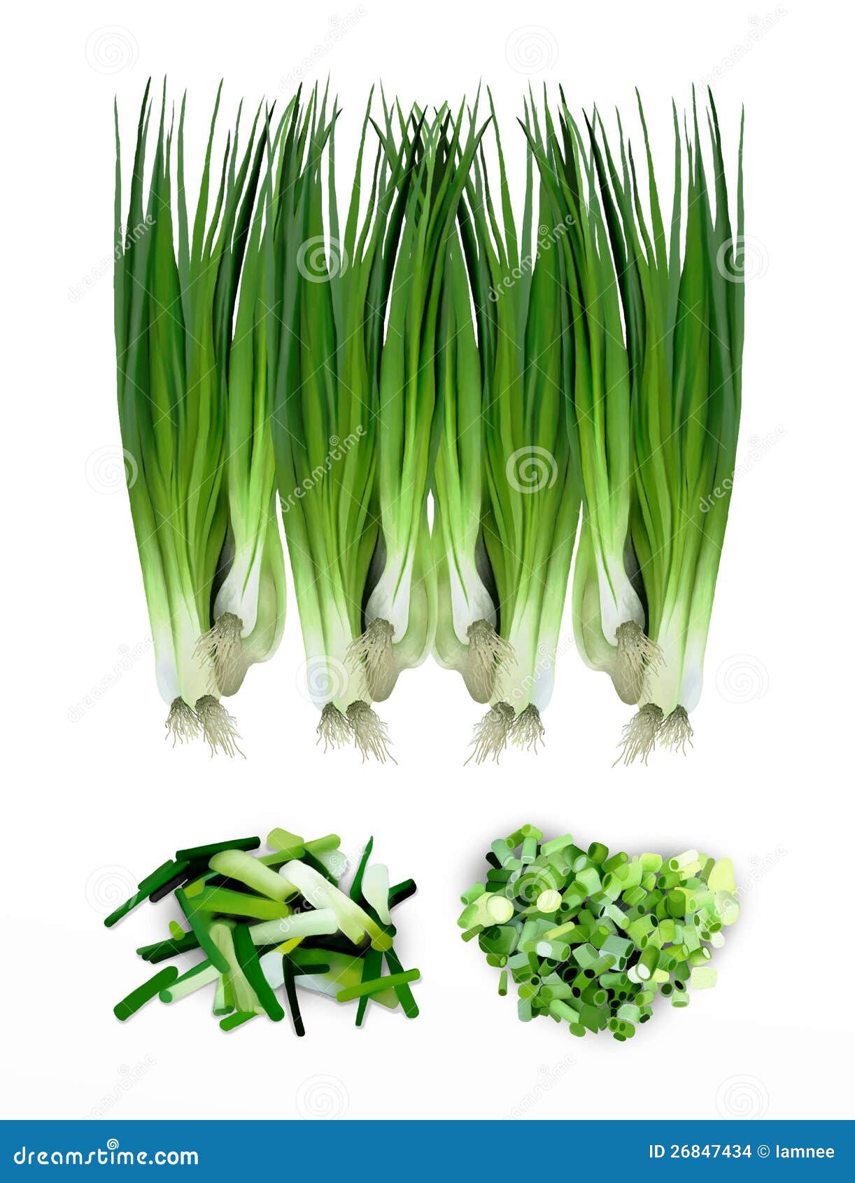Hand Drawing of Fresh Spring Onions or Fresh Leeks Stock Illustration ...