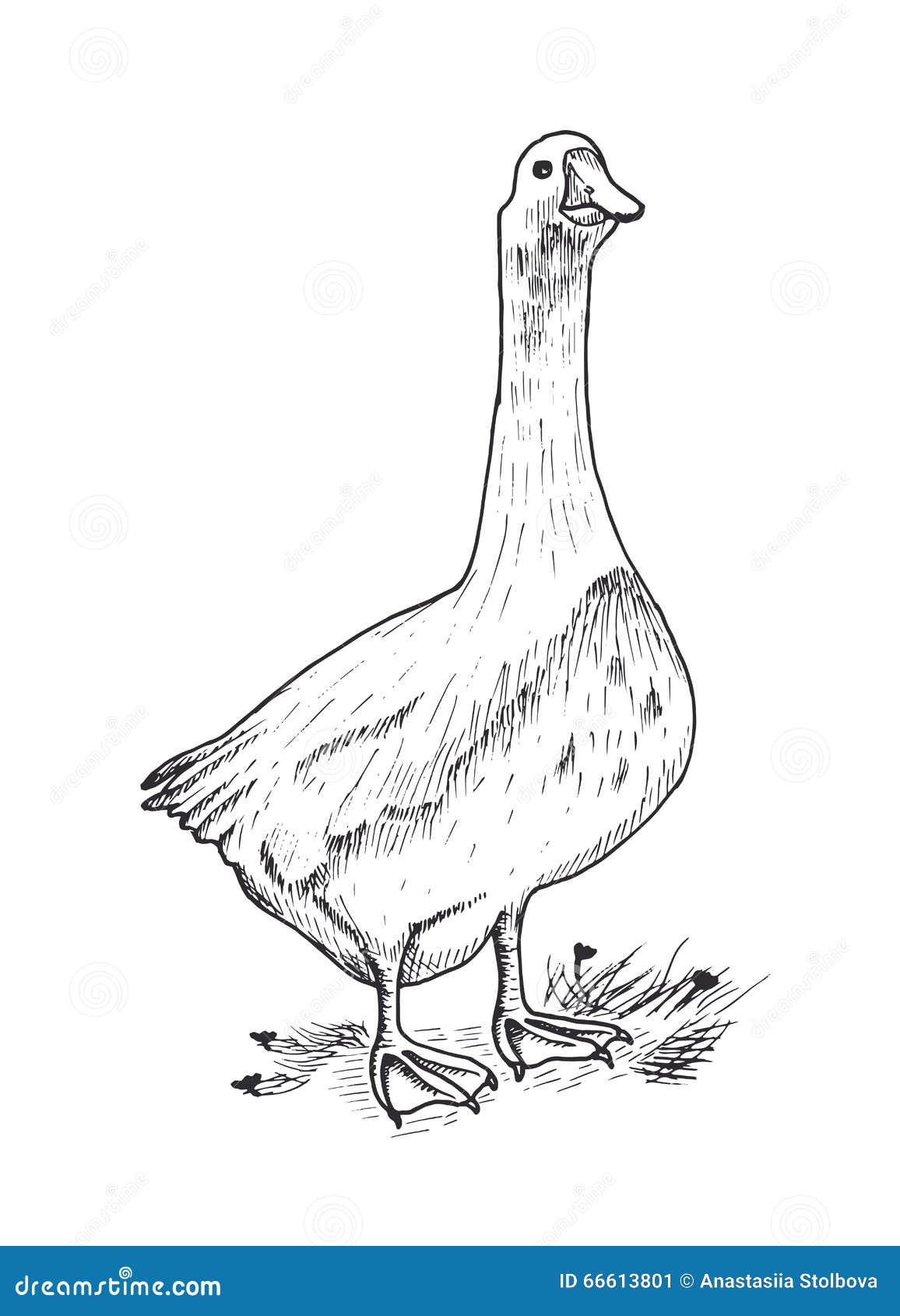 Hand drawing goose stock vector. Illustration of portrait - 66613801