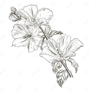Hand Drawing Hibiscus Flower Stock Vector - Illustration of foliage ...