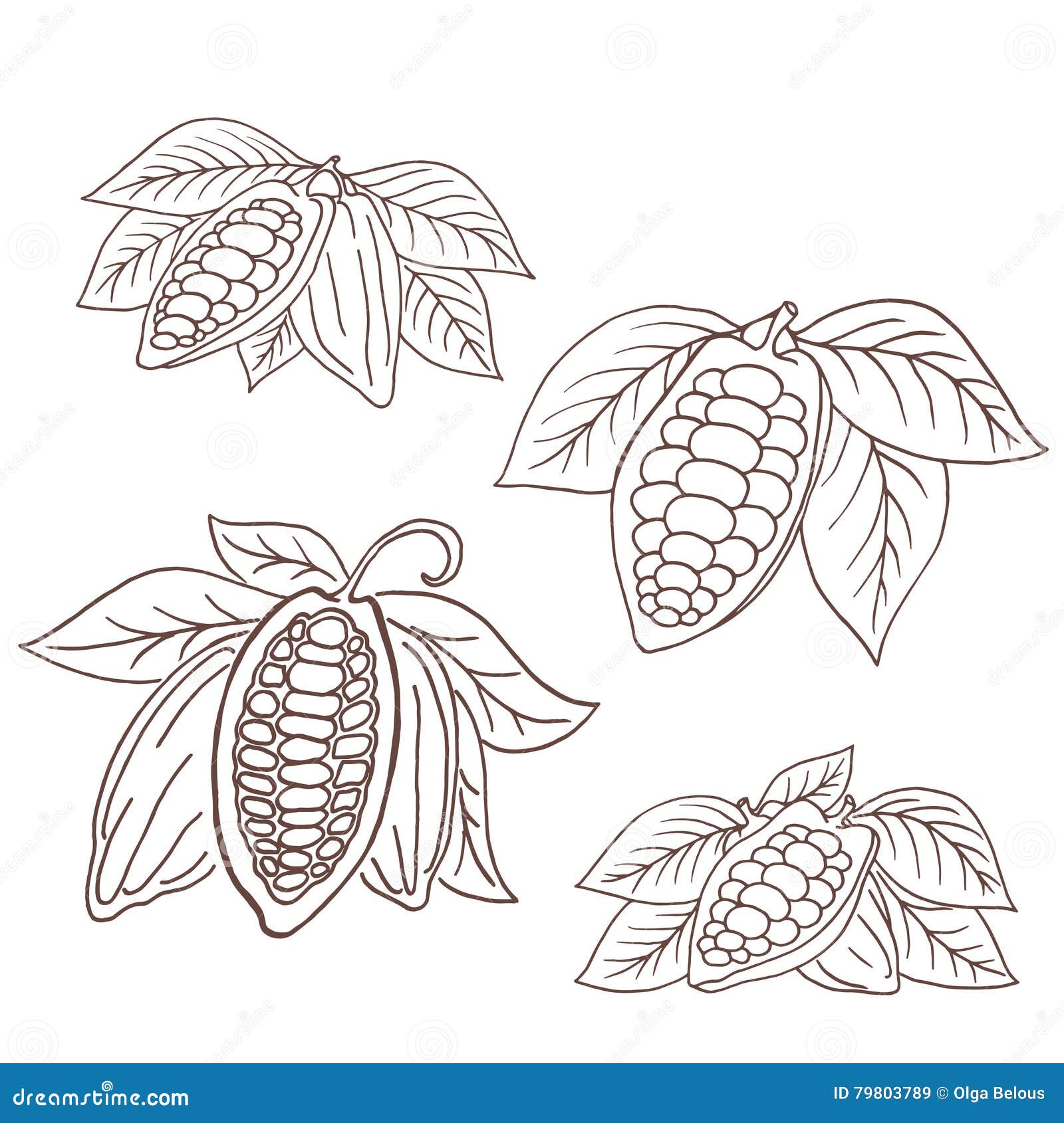 Hand Drawing Isolated Cocoa Beans. Stock Vector - Illustration of ...