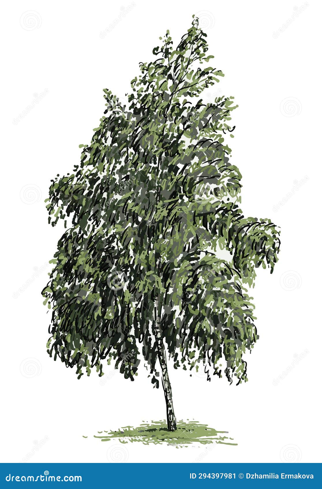 Hand Drawing of Isolated Single Birch Tree in Summer Stock Vector ...