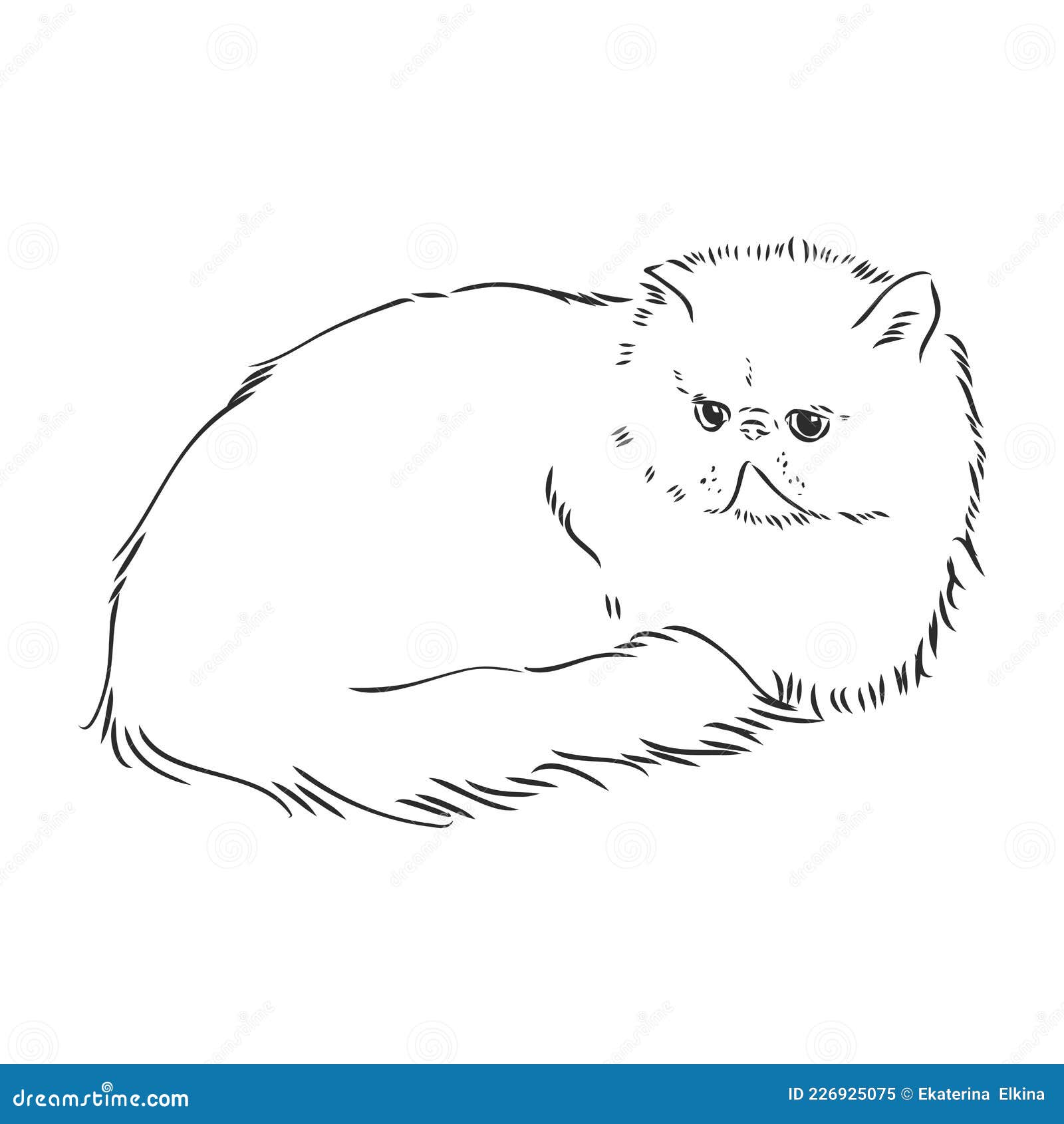 Persian Cat Sketch Stock Illustration | CartoonDealer.com #53342662