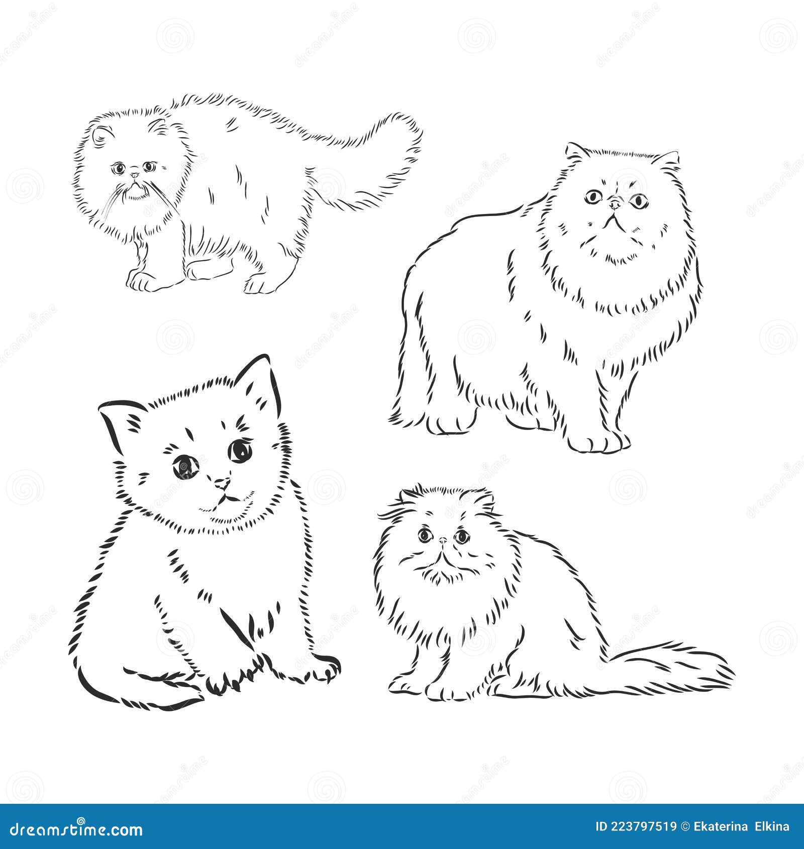 Hand Drawing Persian Cat Vector Version Persian Cat Vector Stock ...
