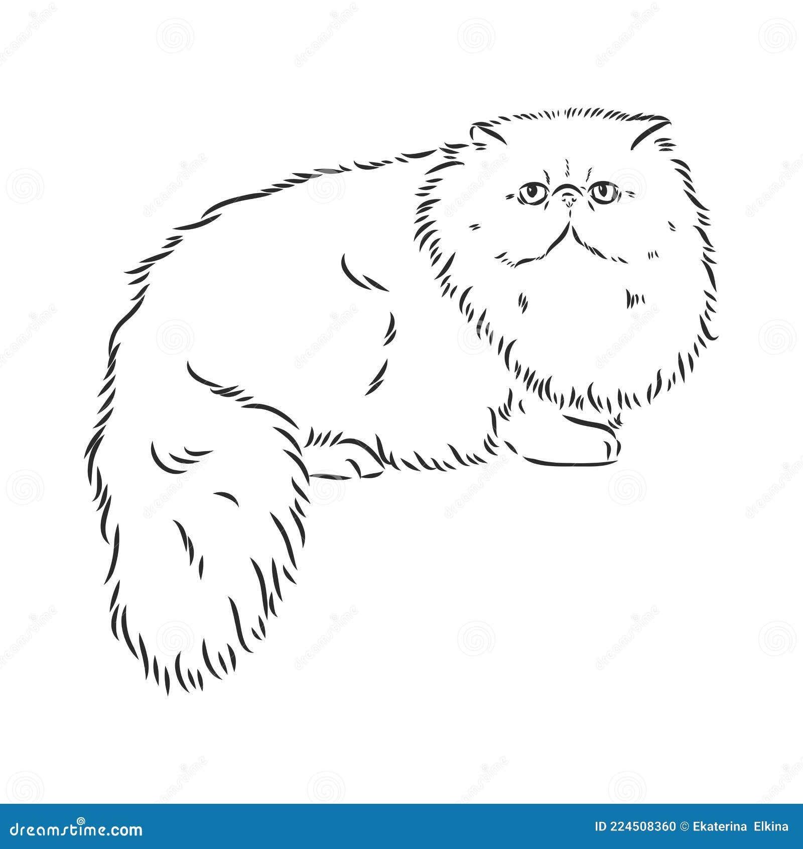 Hand Drawing Persian Cat Vector Version Persian Cat Vector Stock Vector ...
