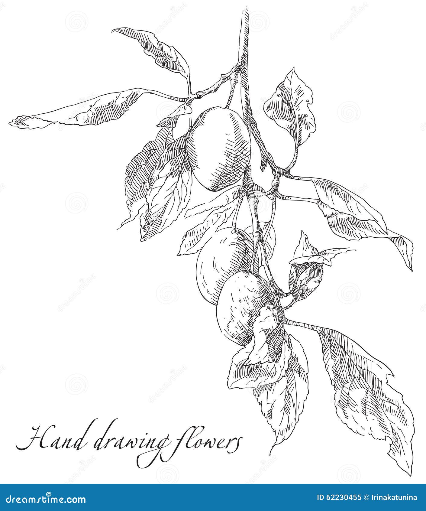 Hand Drawing Plum on Apple Tree Branch Stock Vector - Illustration of ...