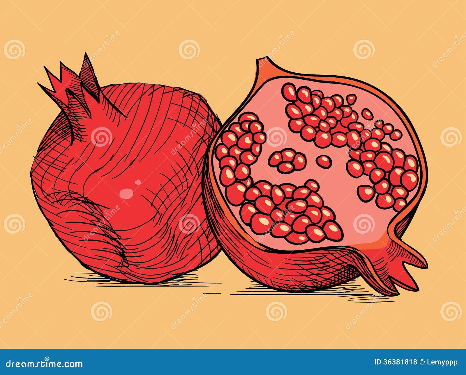 Hand drawing pomegranate stock vector. Illustration of sign - 36381818