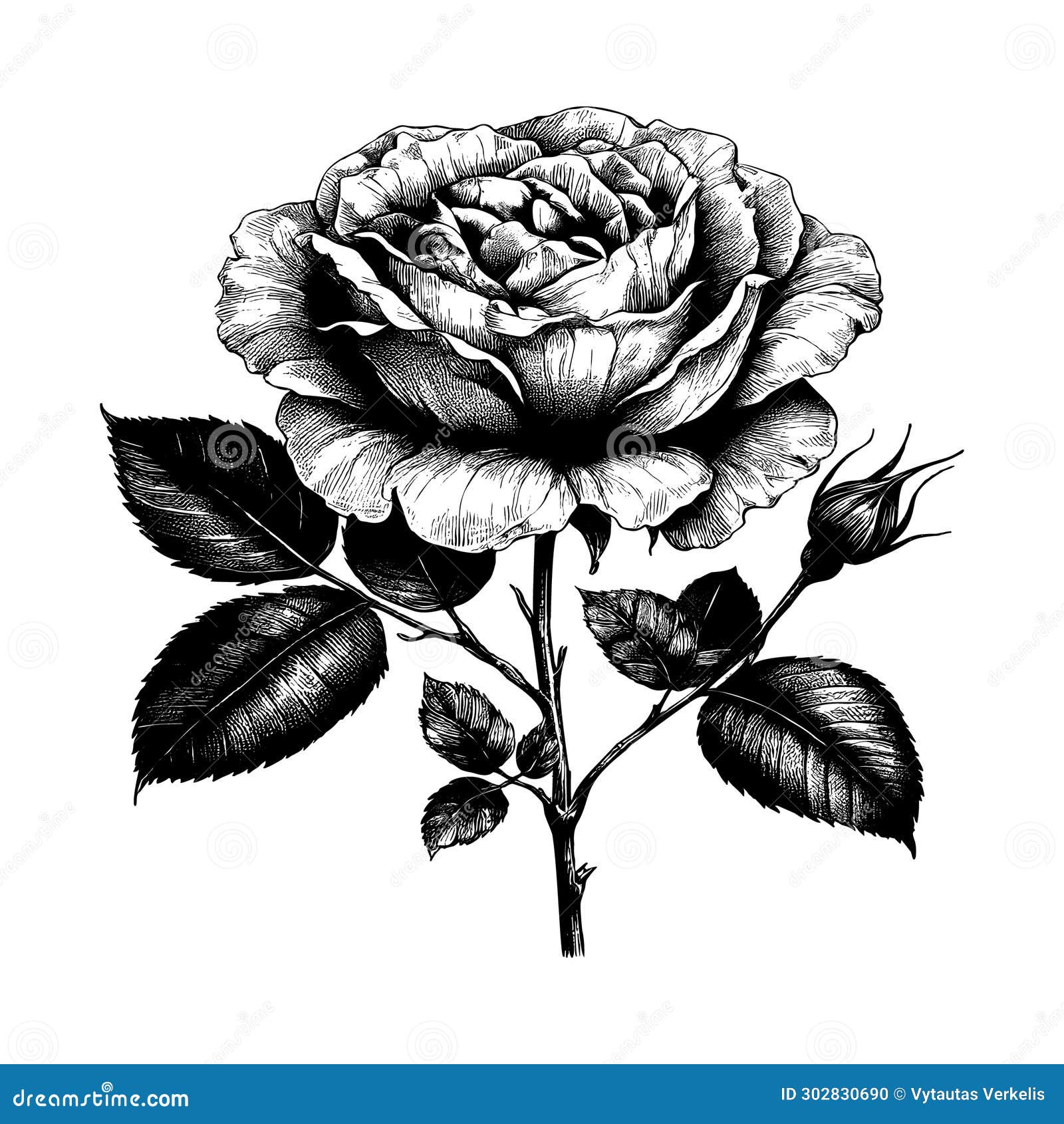 Rose Vector Drawing. in a Circle Stock Illustration - Illustration of ...