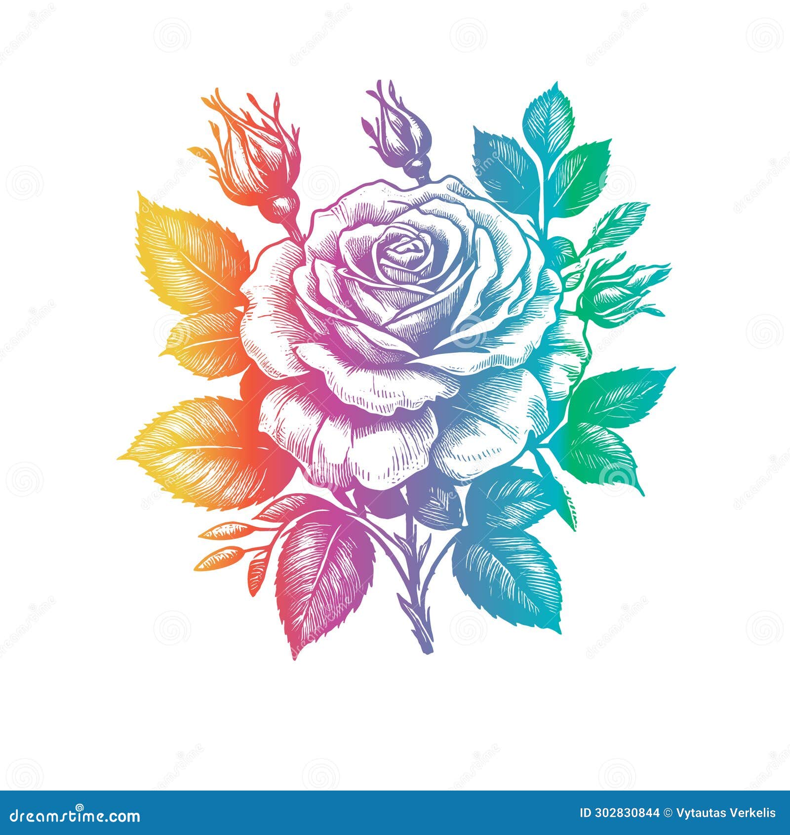 Rose Vector Drawing. in a Circle Stock Illustration - Illustration of ...